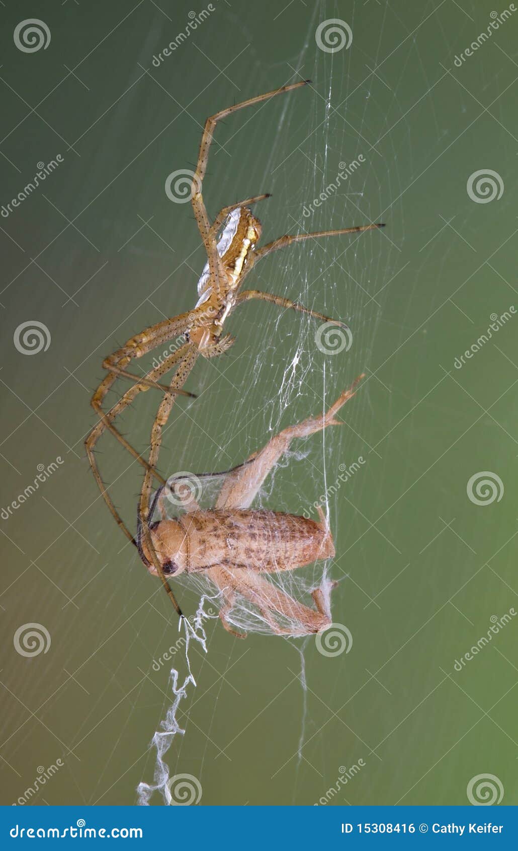 Spider with cricket in web stock photo. Image of invertebrate - 15308416