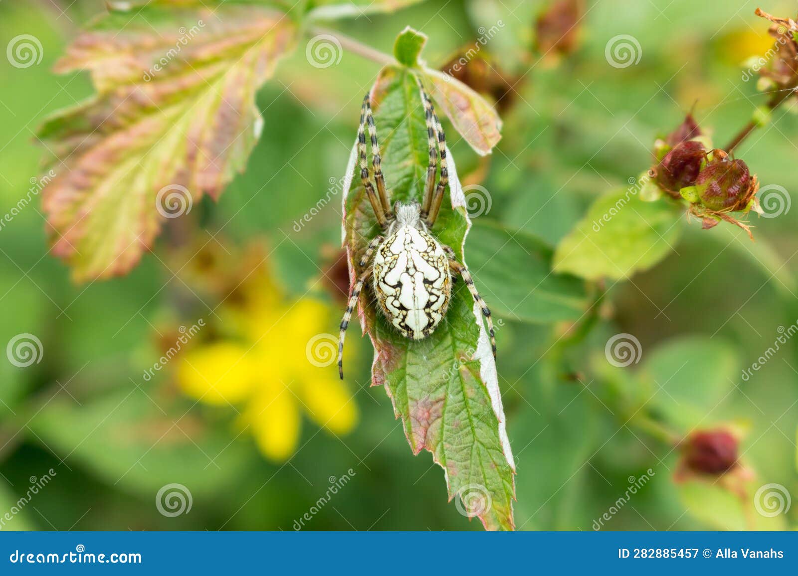 Spider on a leaf stock image. Image of nocturnal, detail - 282885457