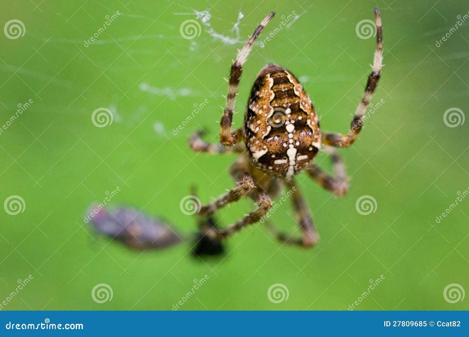 Spider with cross stock image. Image of natural, insect - 27809685