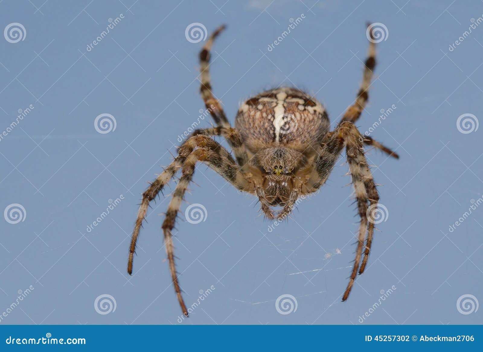 Spider Cross stock photo. Image of nature, danger, outside - 45257302