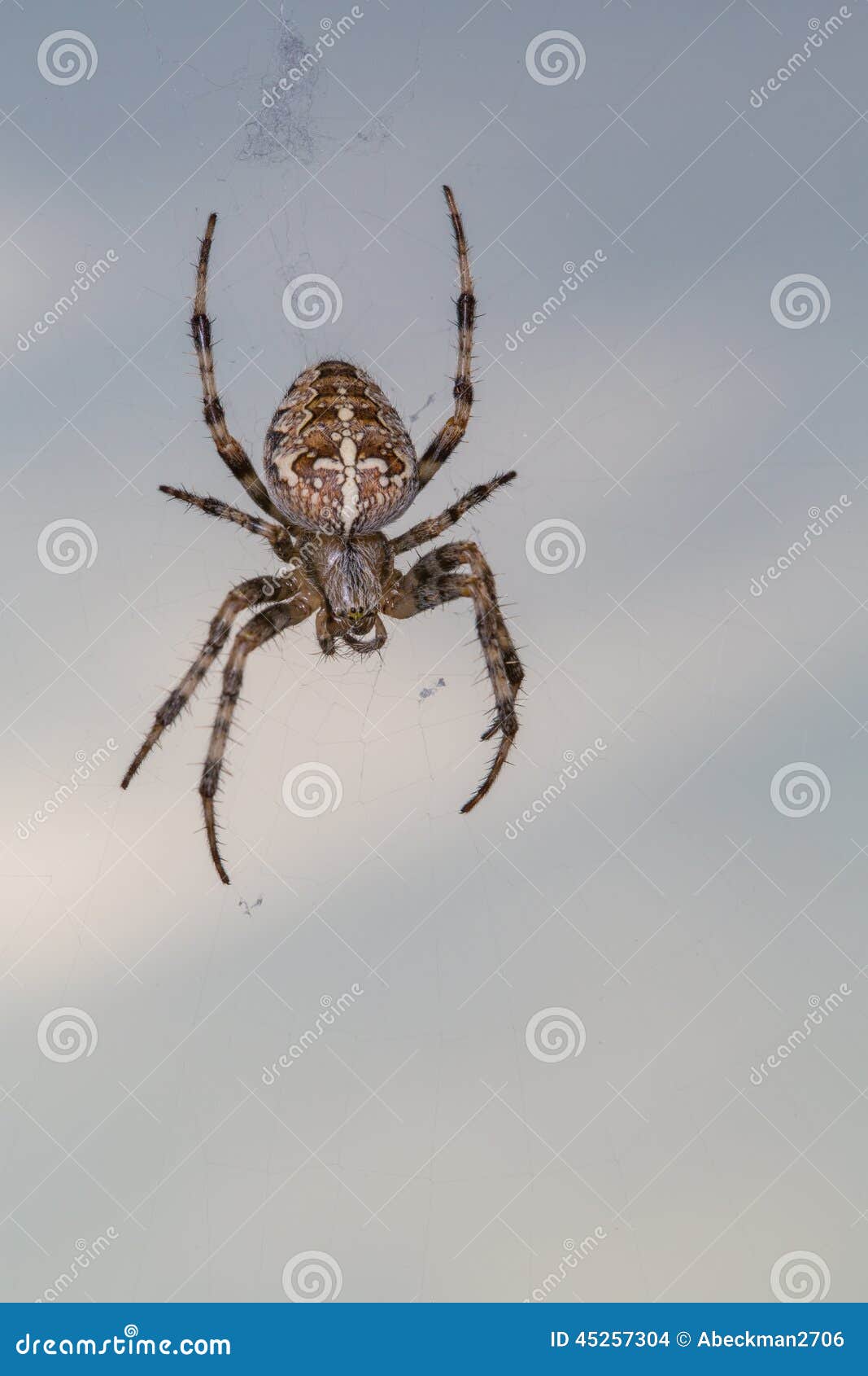 Spider Cross stock photo. Image of hairy, insect, spider - 45257304