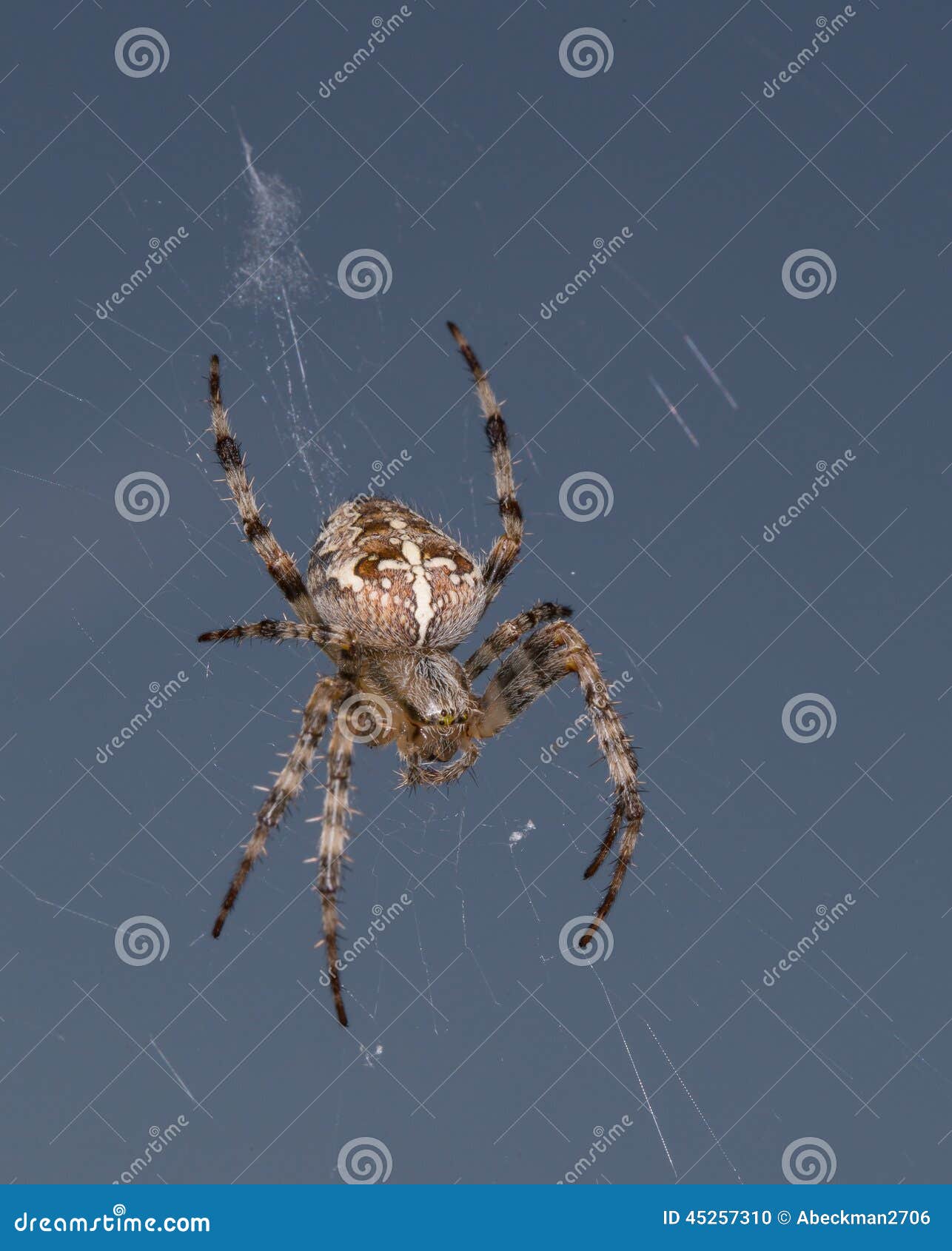 Spider Cross stock photo. Image of insect, dangerous - 45257310