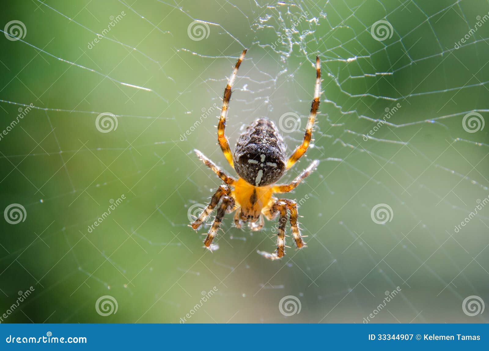 Spider cross stock image. Image of nature, animal, details - 33344907