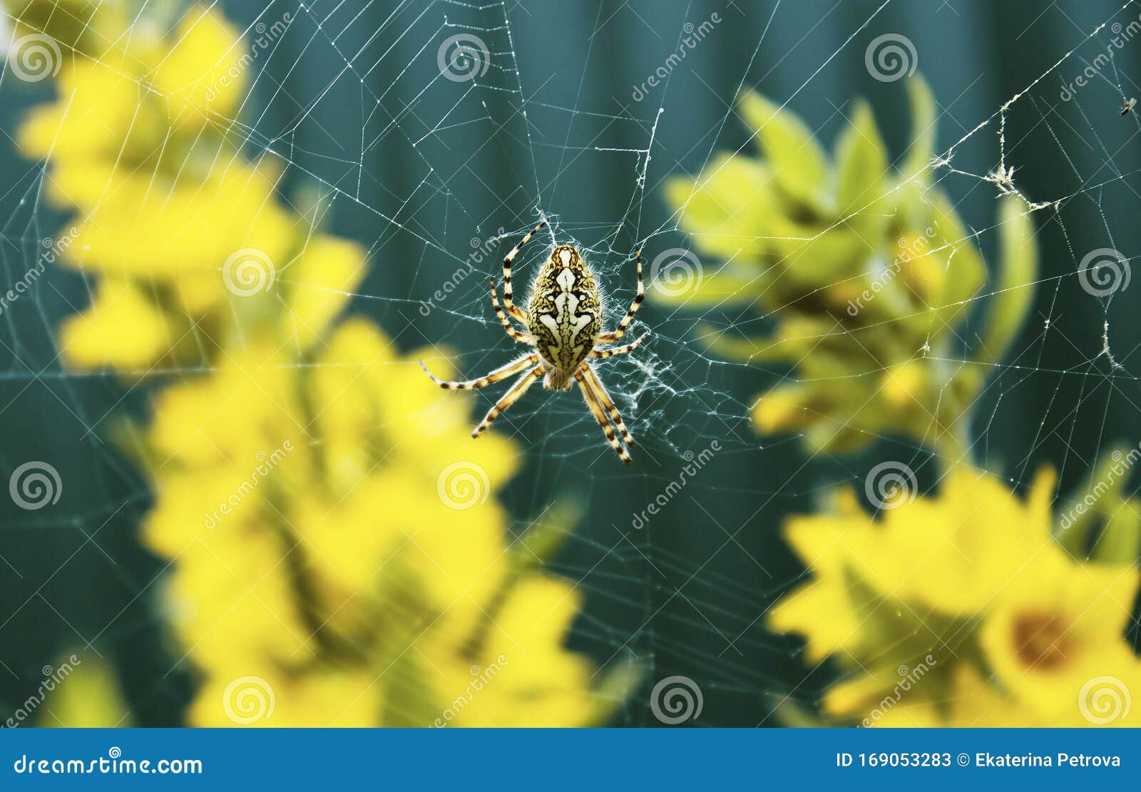Spider Crossbow on the Web Close-up. the View from the Top, Macro ...