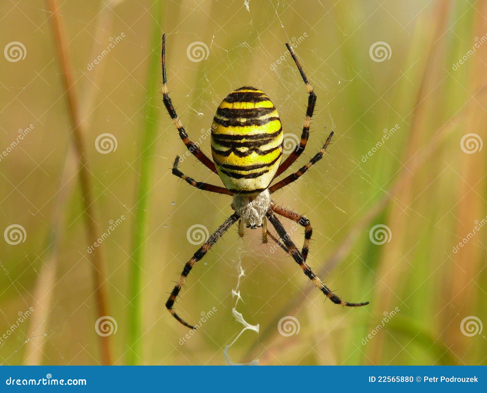 Striped Crusader Stock Photos - Free & Royalty-Free Stock Photos from ...