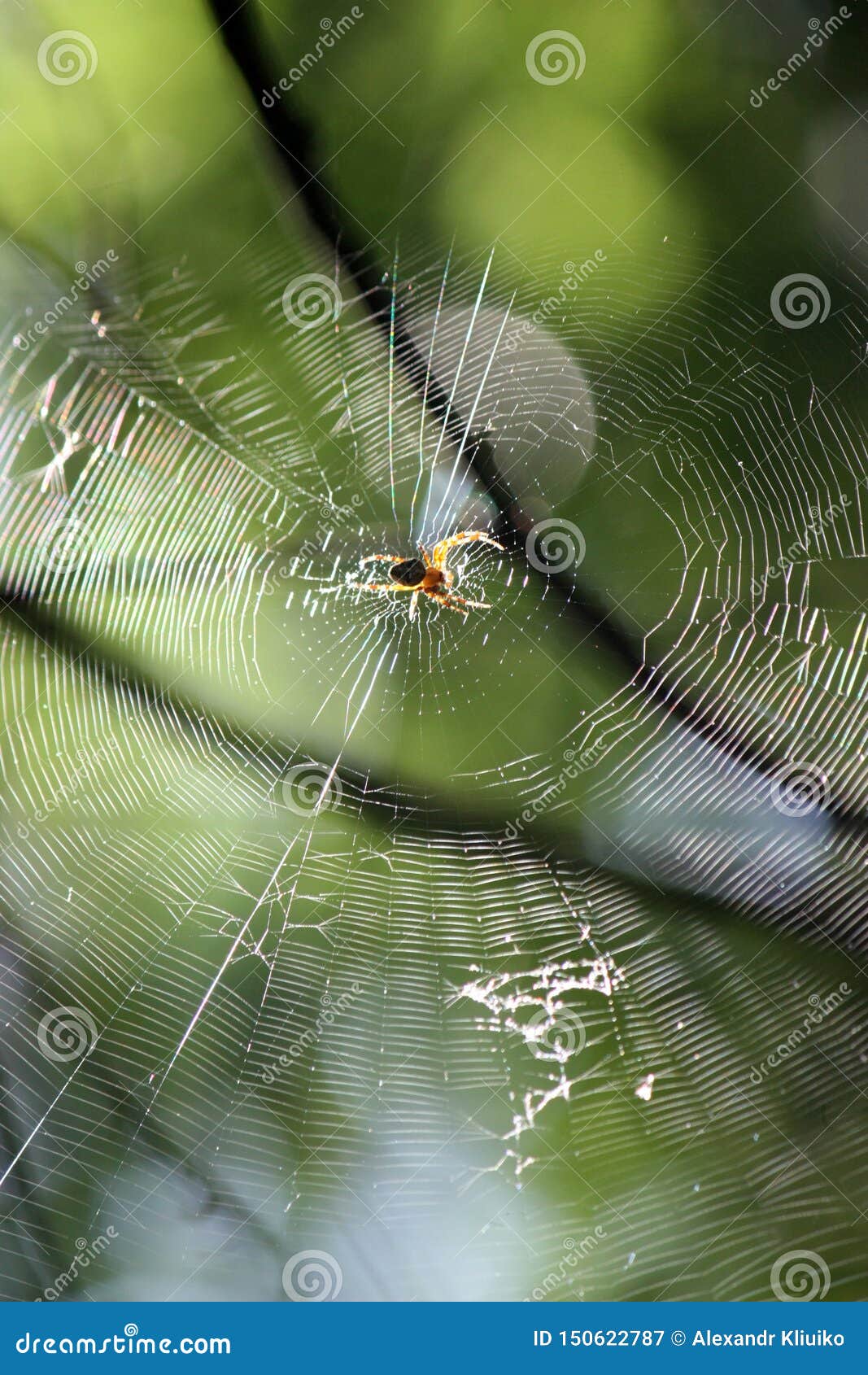 Spider Crusader on Cobweb in Summer Forest Stock Image - Image of ...
