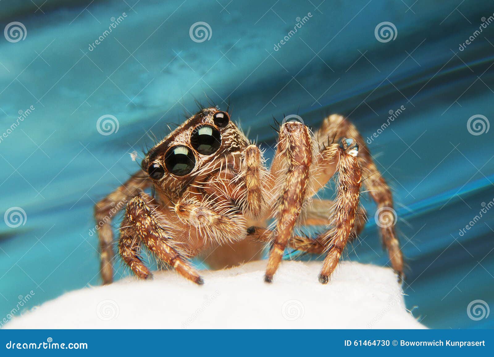 Spider curious stock photo. Image of hairy, micro, animals - 61464730