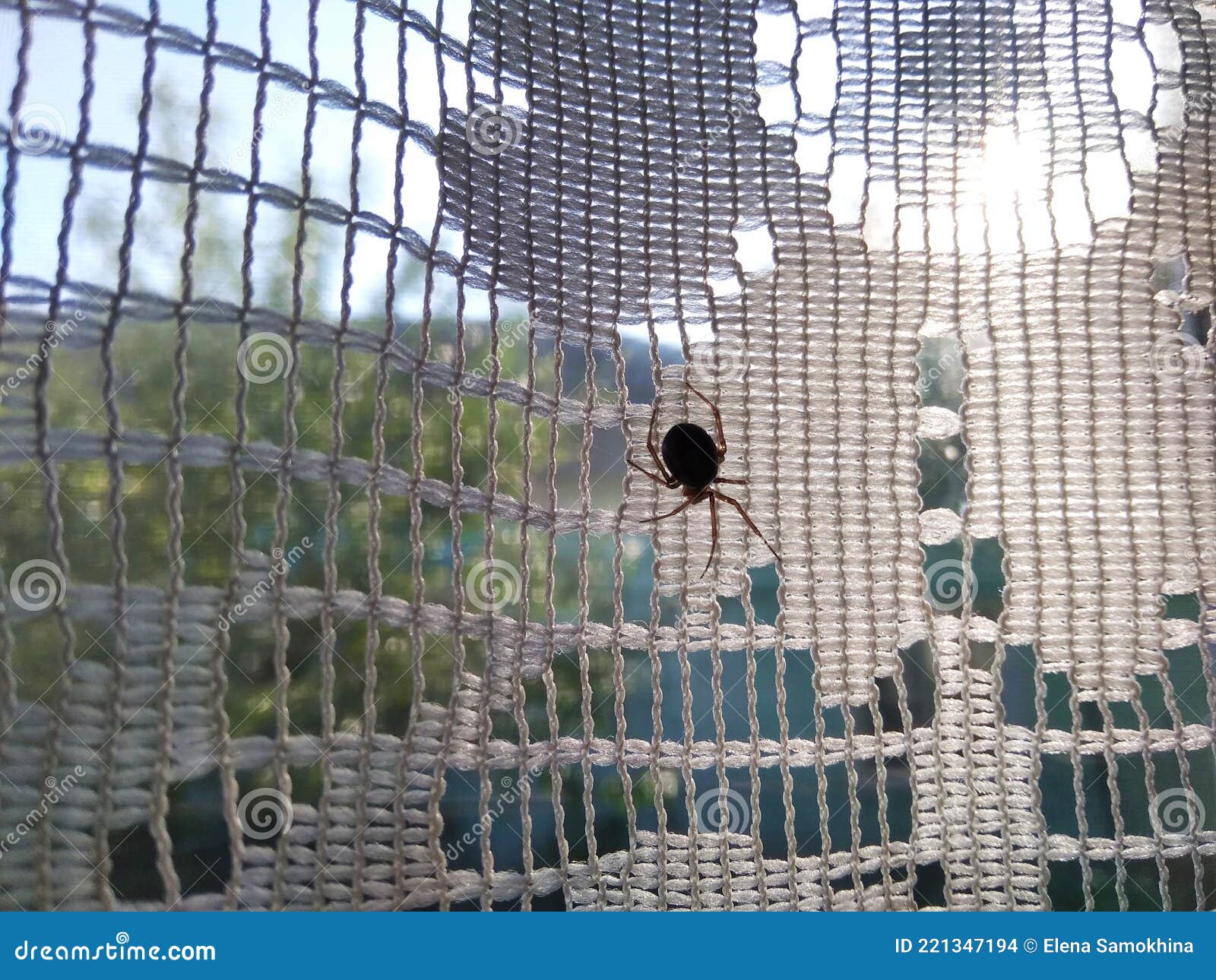 Spider on the curtain. stock photo. Image of landscape - 221347194