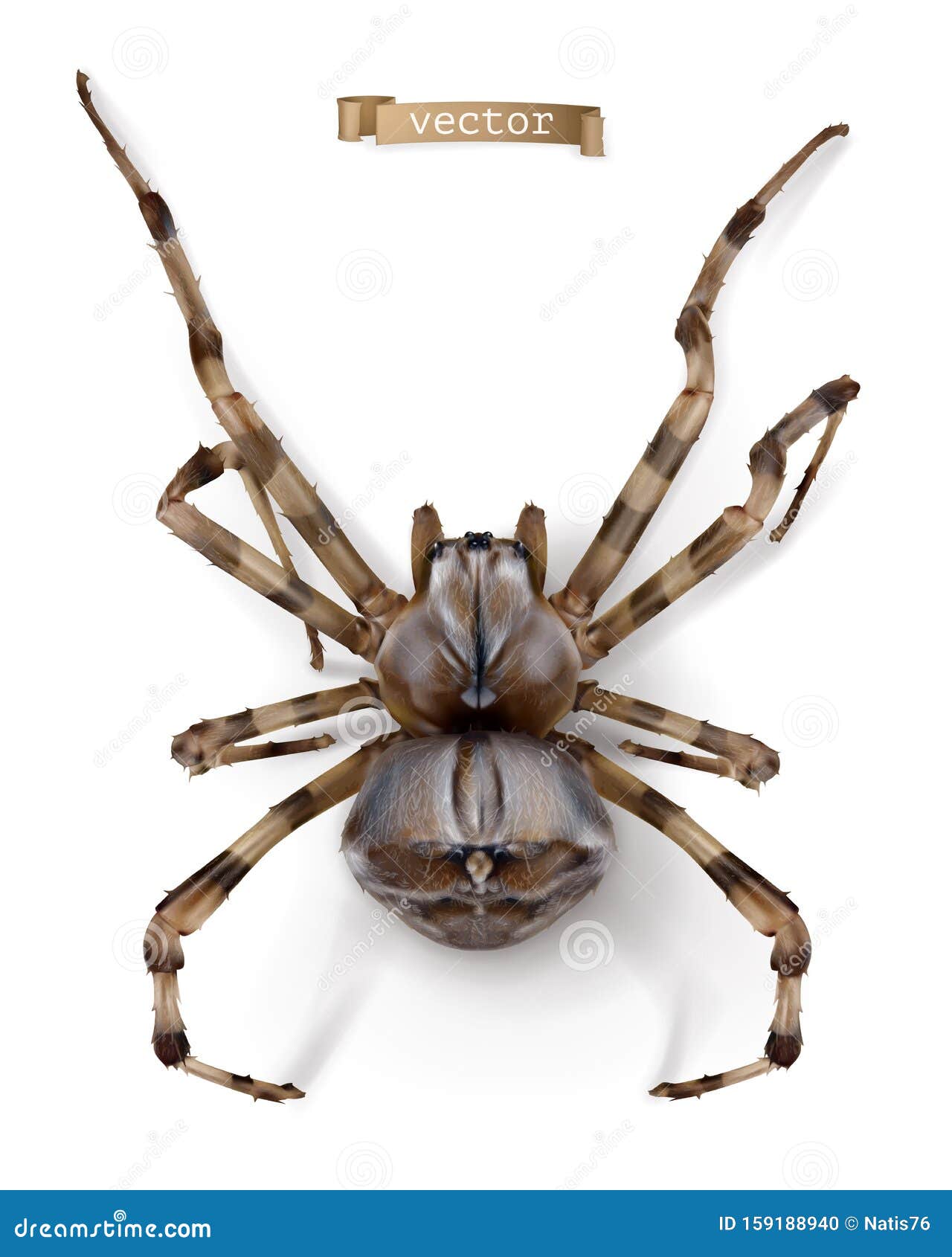 Spider Realistic Line Vector Illustrations. Hand Drawing Style ...