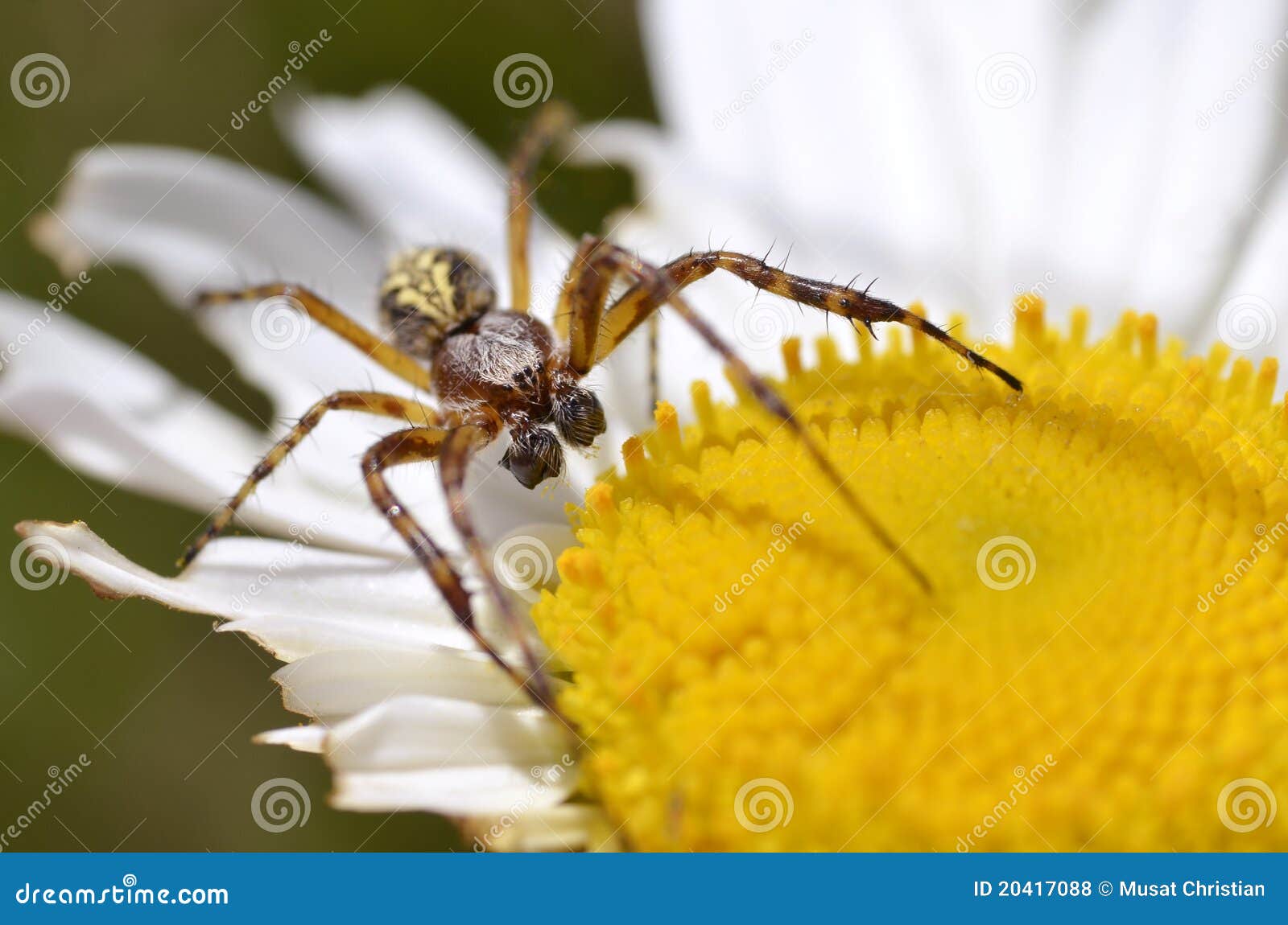 Spider on daisy flower stock photo. Image of daisy, heart - 20417088