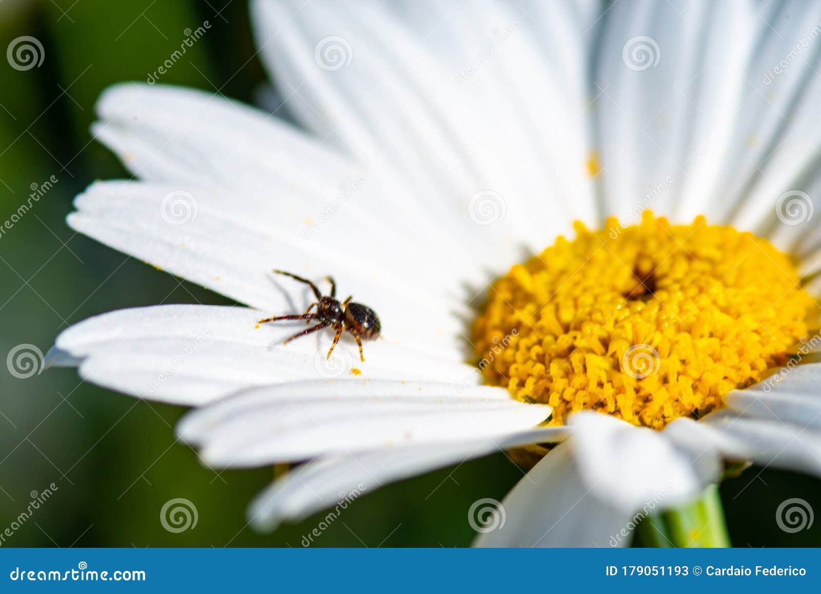 The spider and the daisy stock image. Image of beauty - 179051193