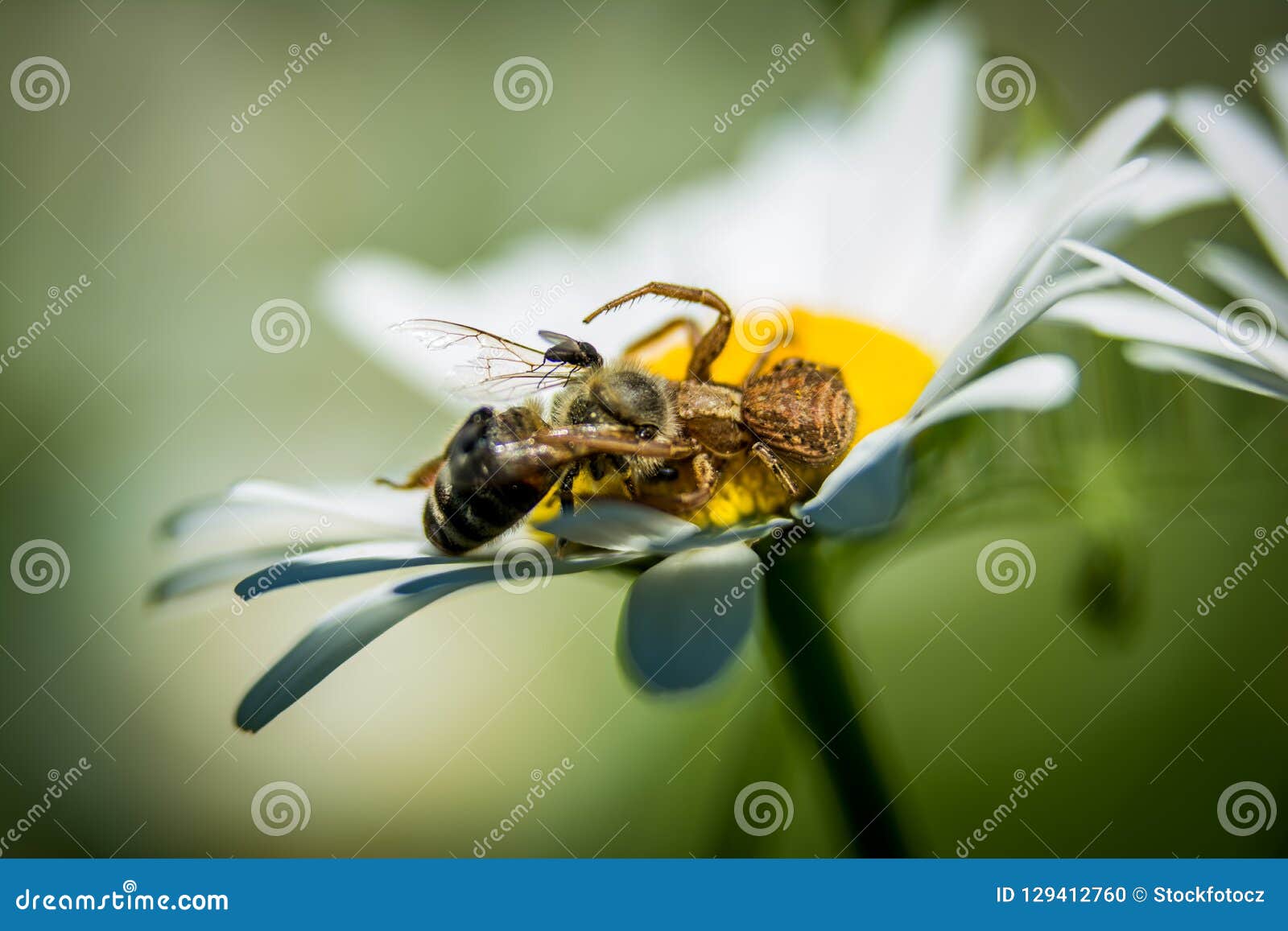 Spider on daisy stock photo. Image of looking, brown - 129412760