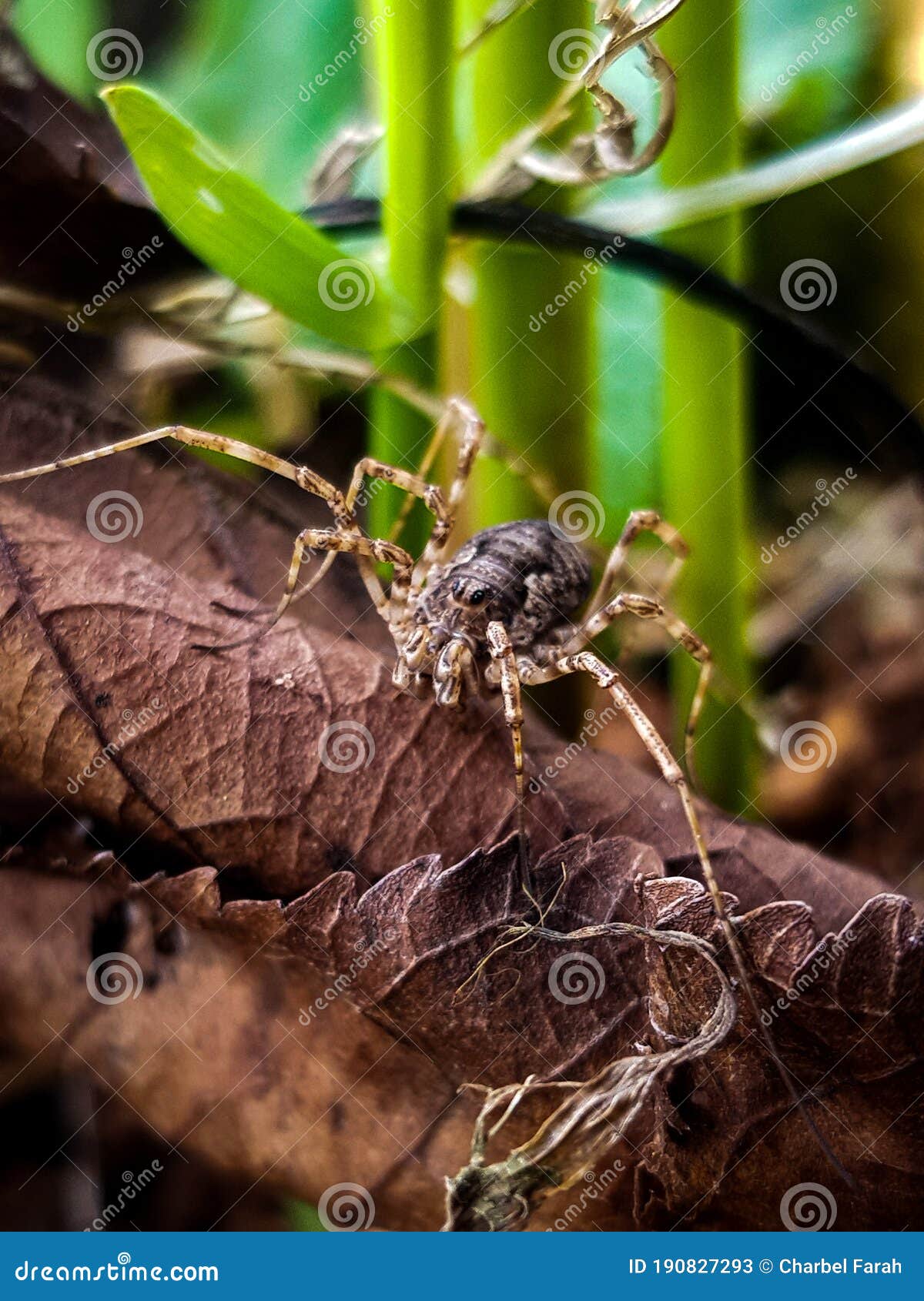 Spider dance stock image. Image of jumping, nature, insect - 190827293