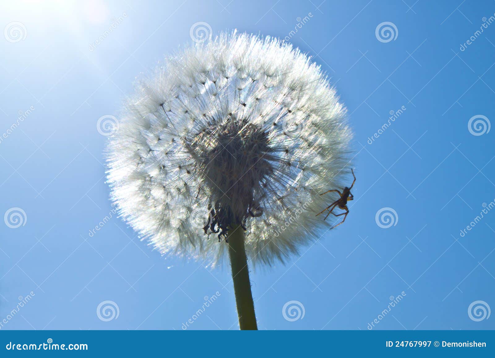 Spider and dandelion stock image. Image of field, agriculture - 24767997