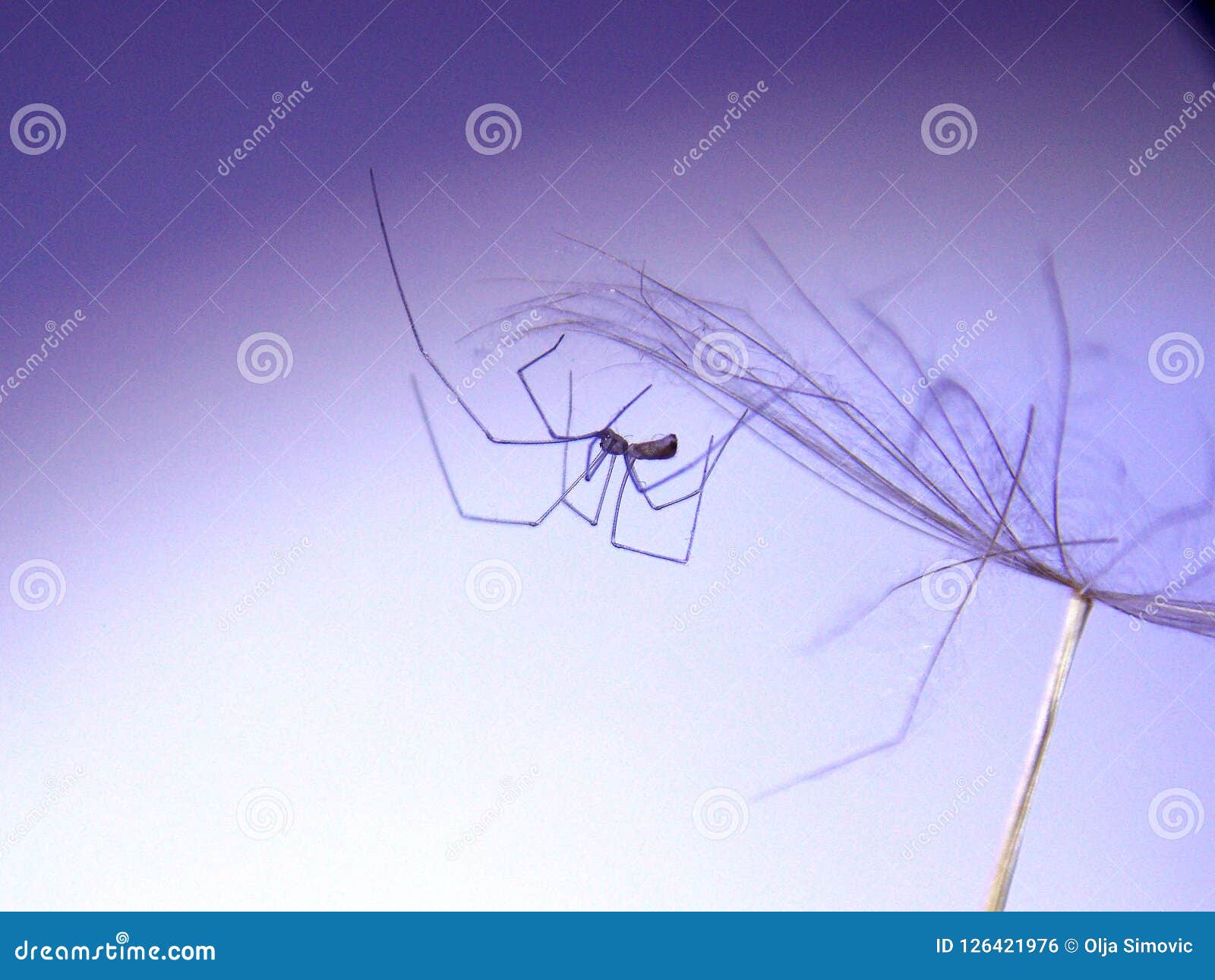 Spider on dandelion seed stock photo. Image of dandelion - 126421976