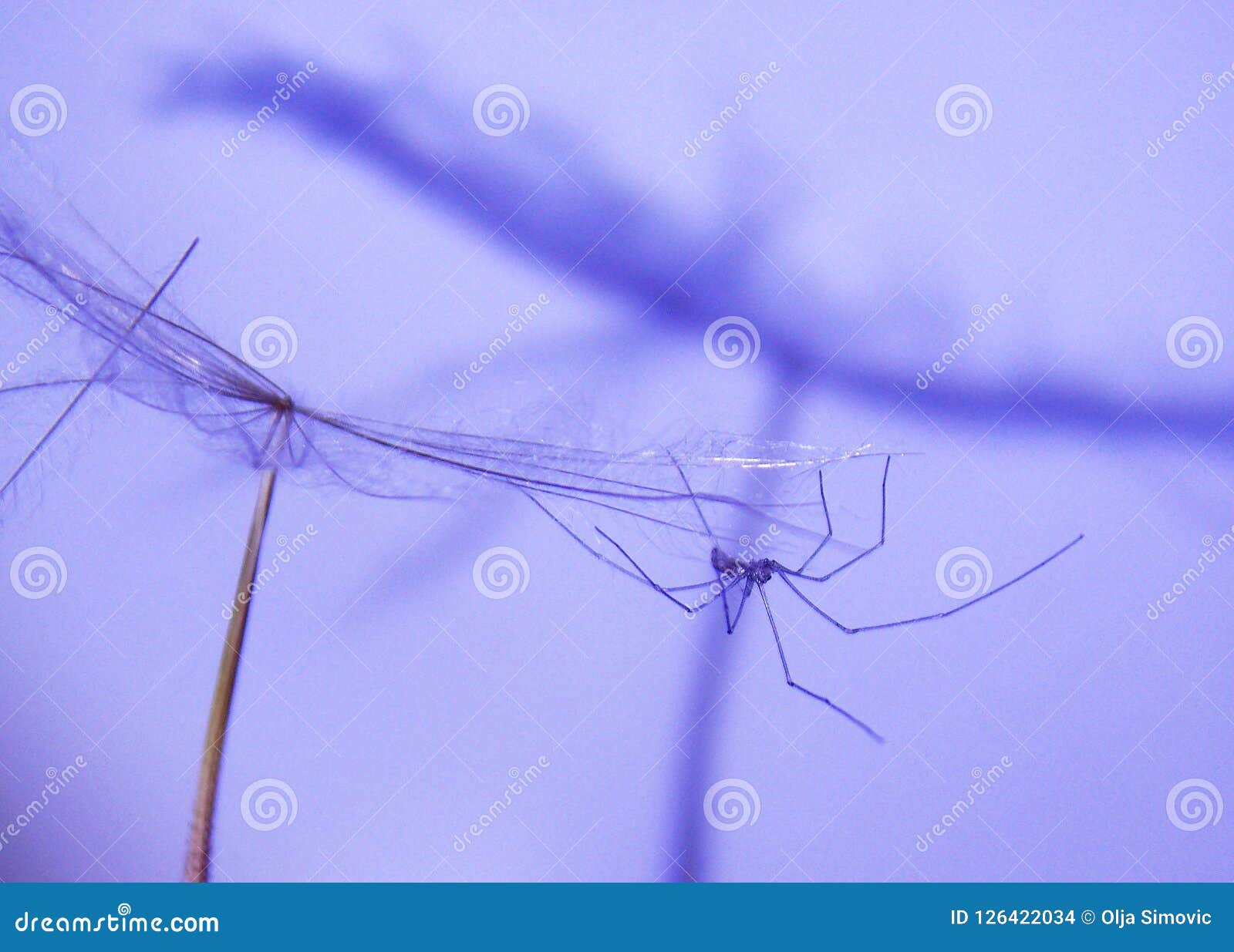 Spider on dandelion seed stock photo. Image of dandelion - 126422034