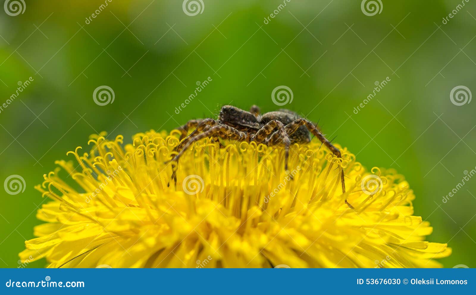 Spider and dandelions stock photo. Image of nspider, beautiful - 53676030