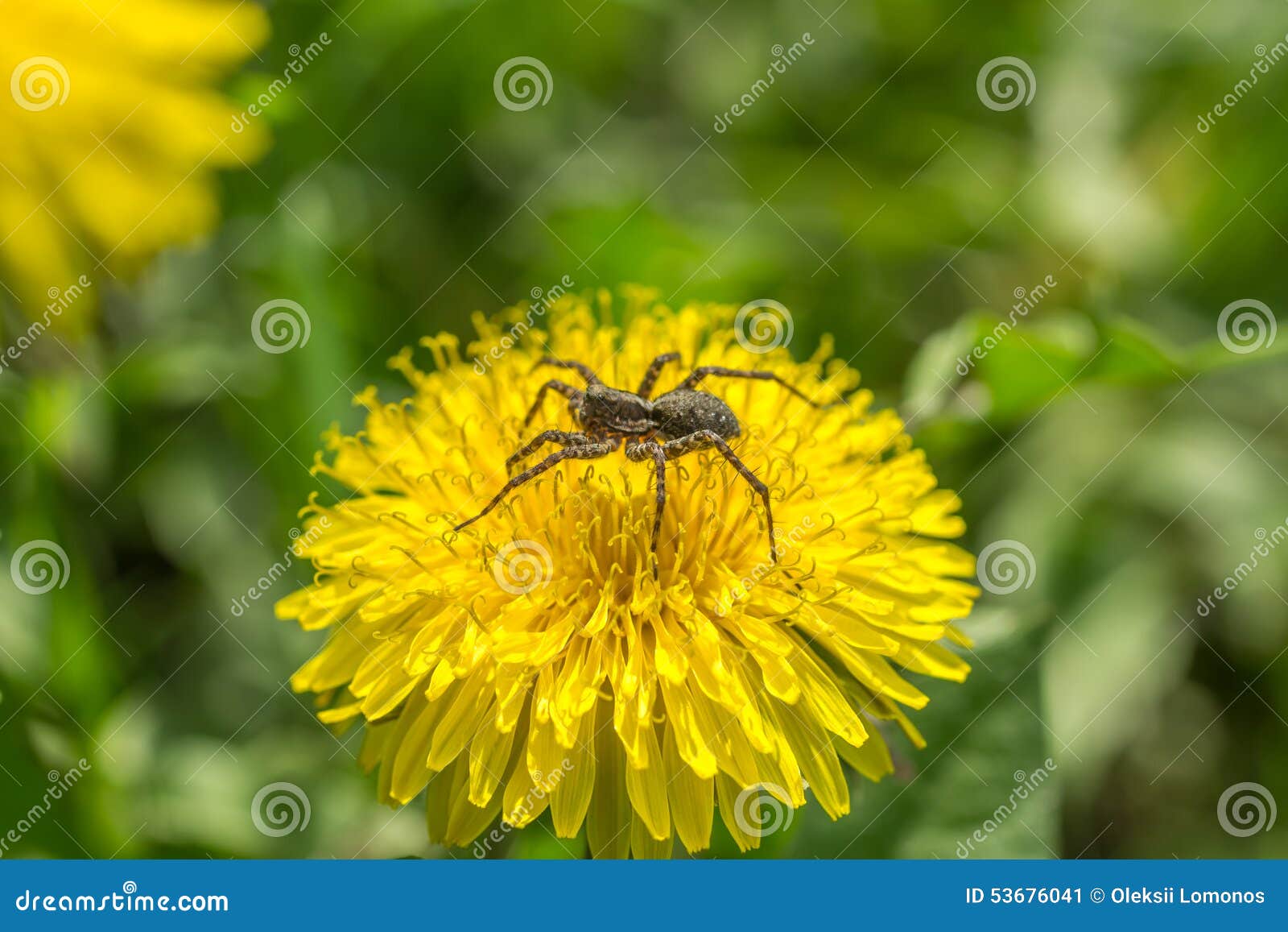 Spider and dandelions stock image. Image of macro, nature - 53676041