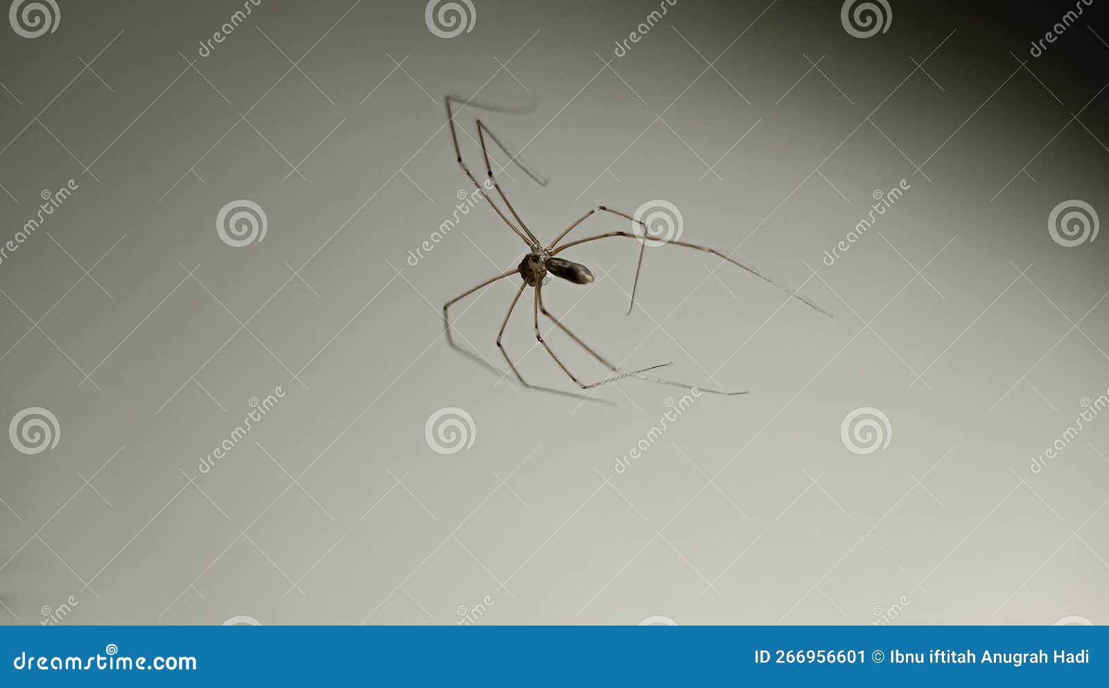 Spider in the darkness stock image. Image of spider - 266956601