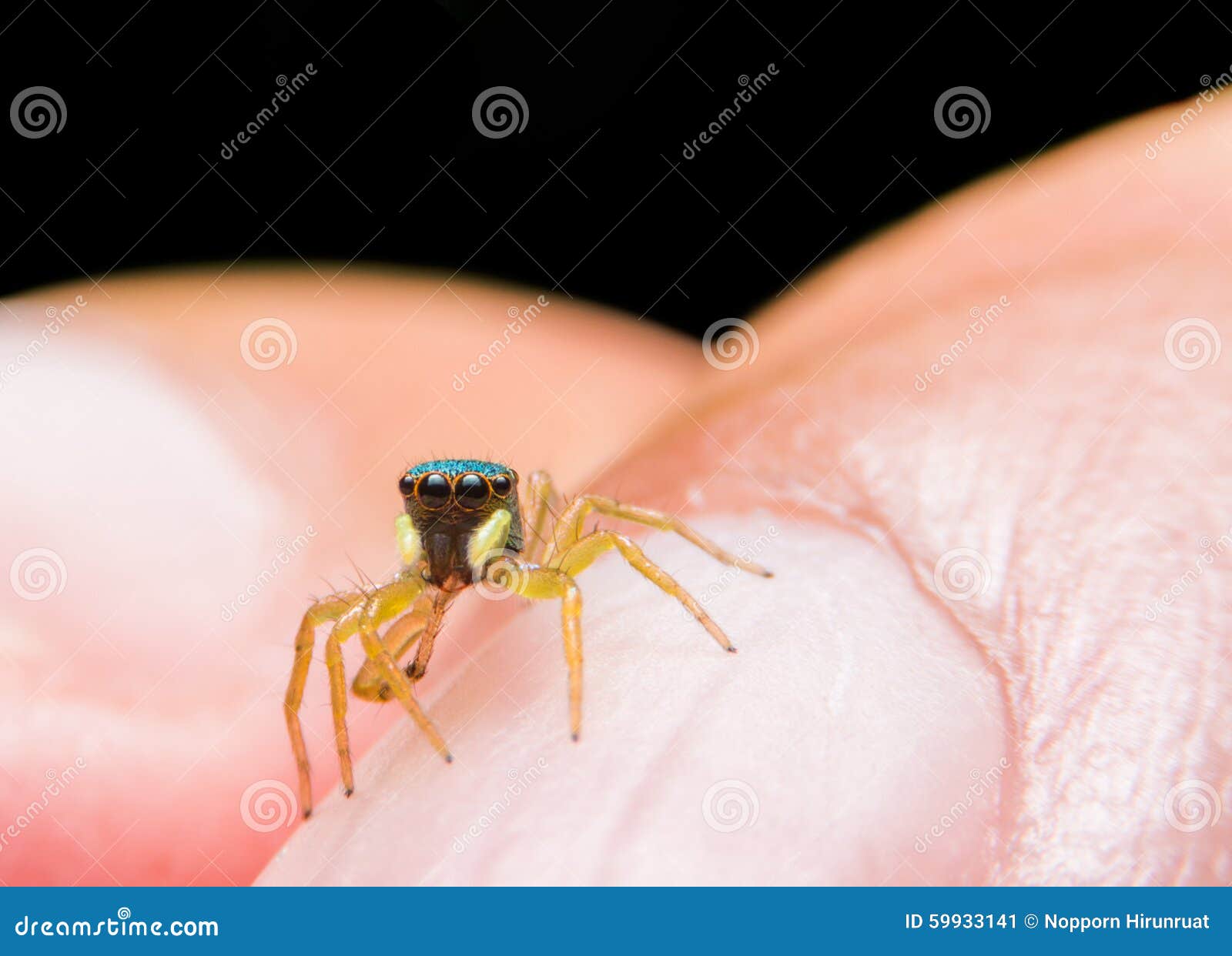 Spider stock image. Image of wildlife, background, hunter - 59933141