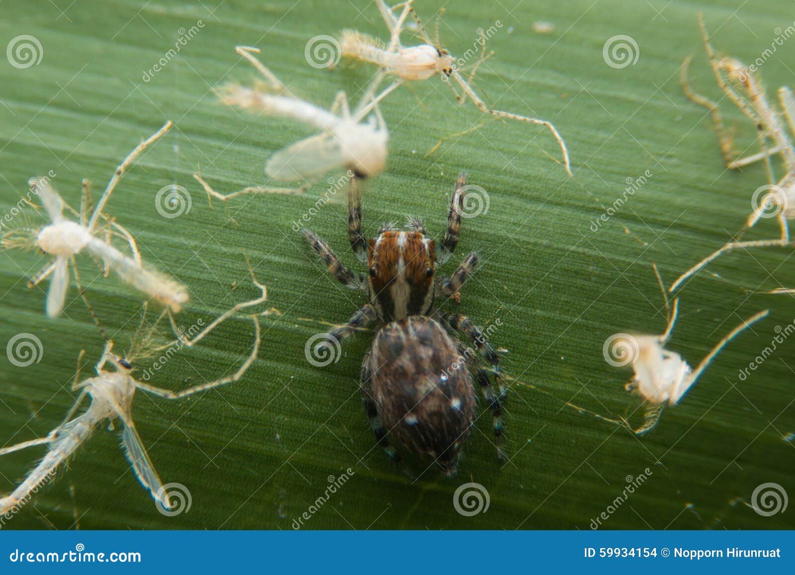 Spider stock photo. Image of green, carcass, cute, corpse - 59934154