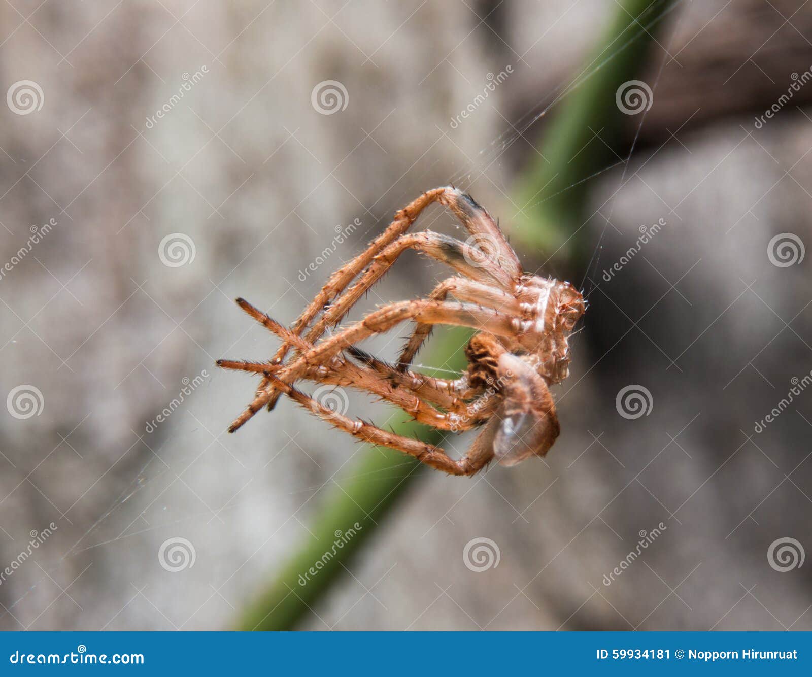 Spider stock image. Image of carcass, nature, deadbody - 59934181