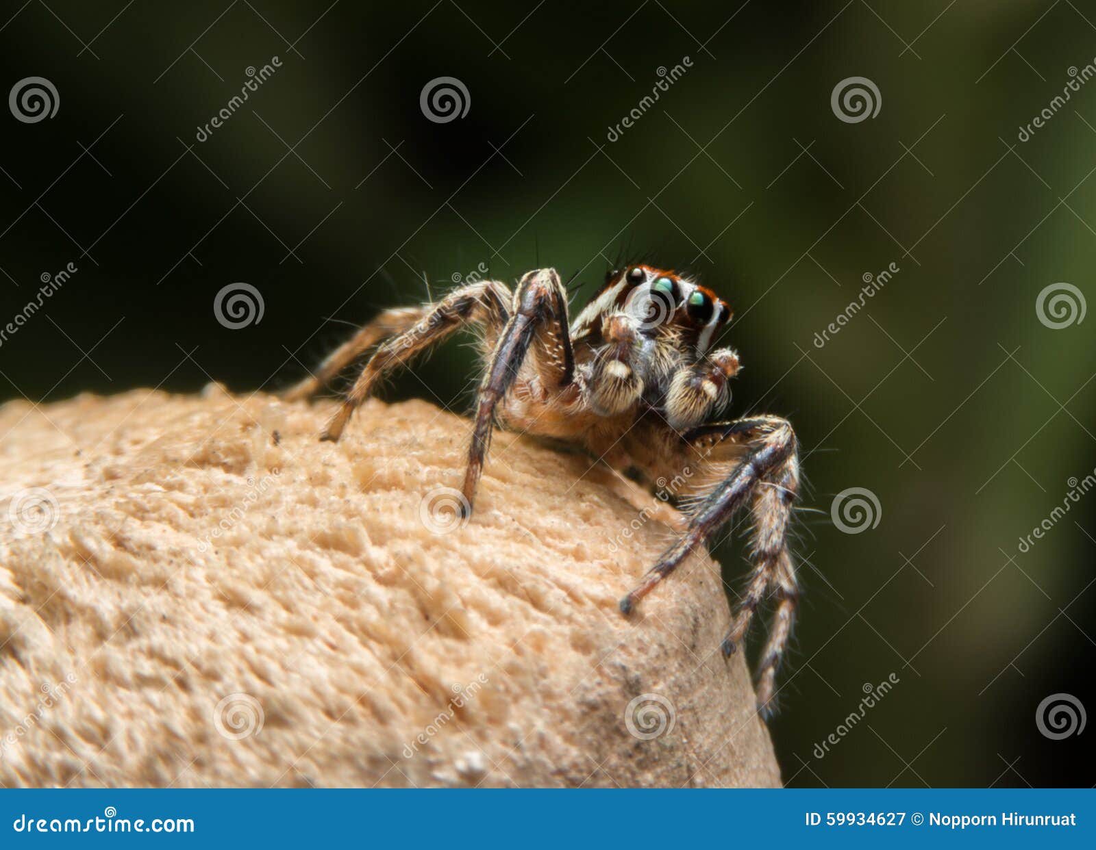 Spider stock image. Image of nature, hunter, spider, wildlife - 59934627