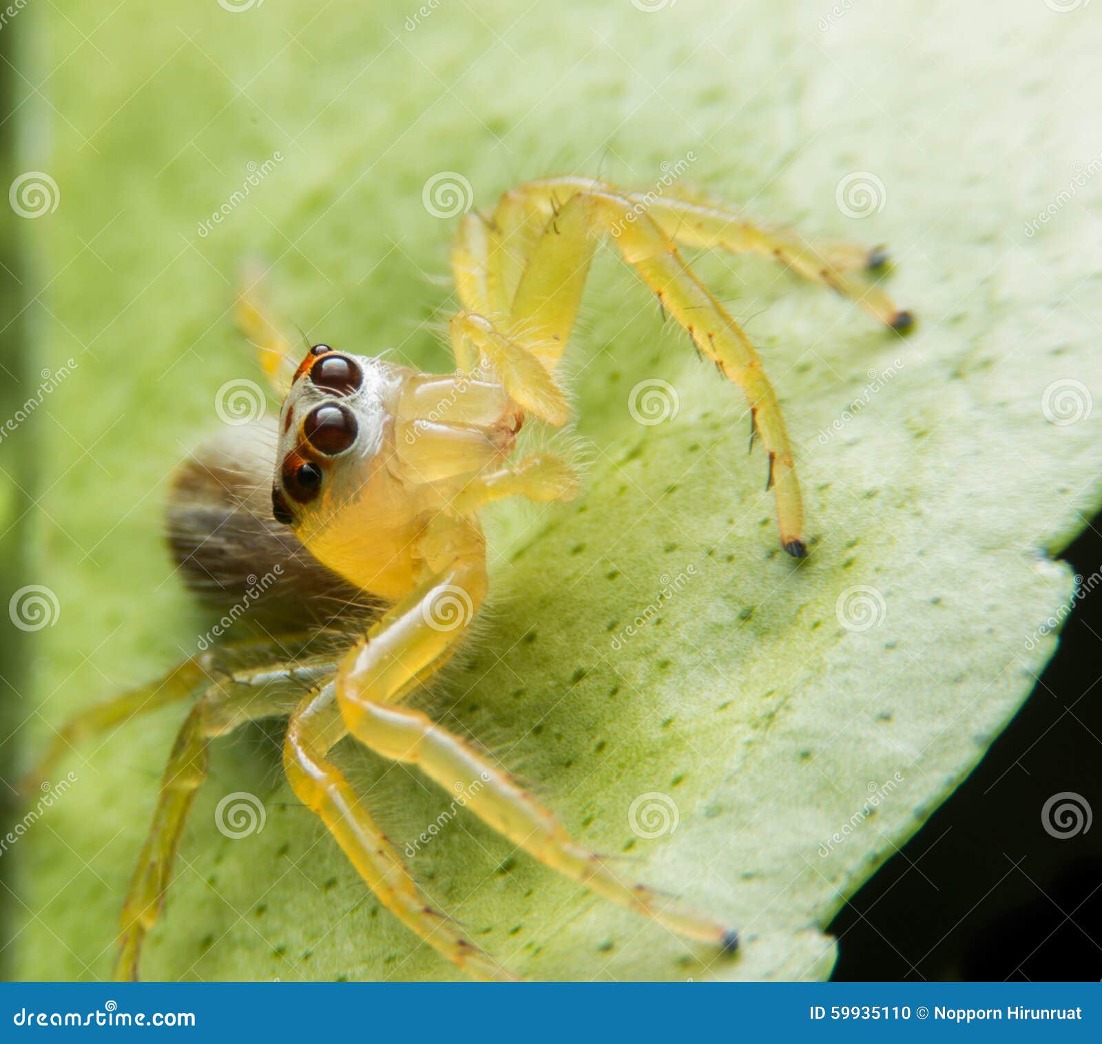 Spider stock photo. Image of small, hunter, carcass, deadbody - 59935110