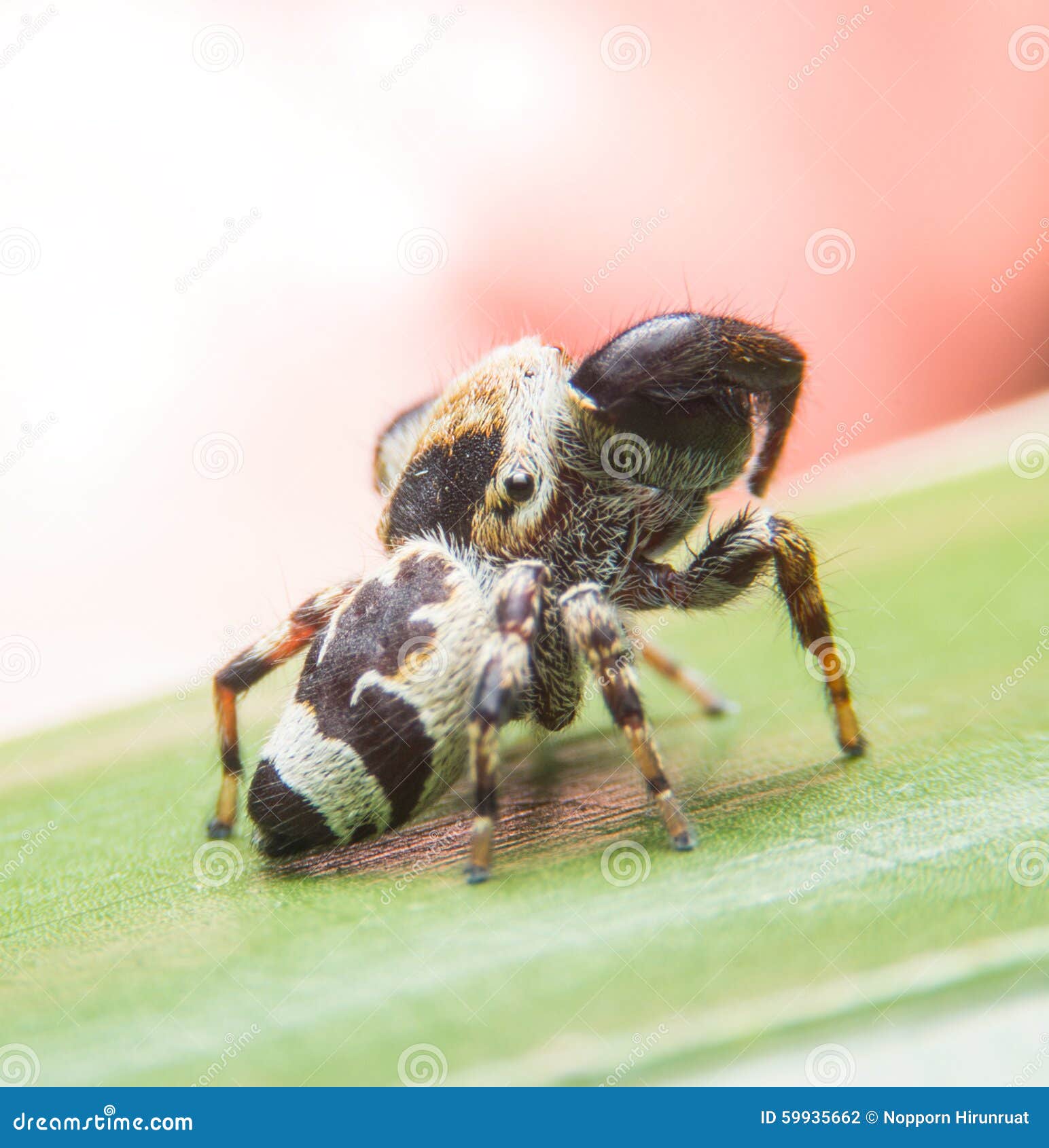 Spider stock photo. Image of cute, macro, small, nature - 59935662