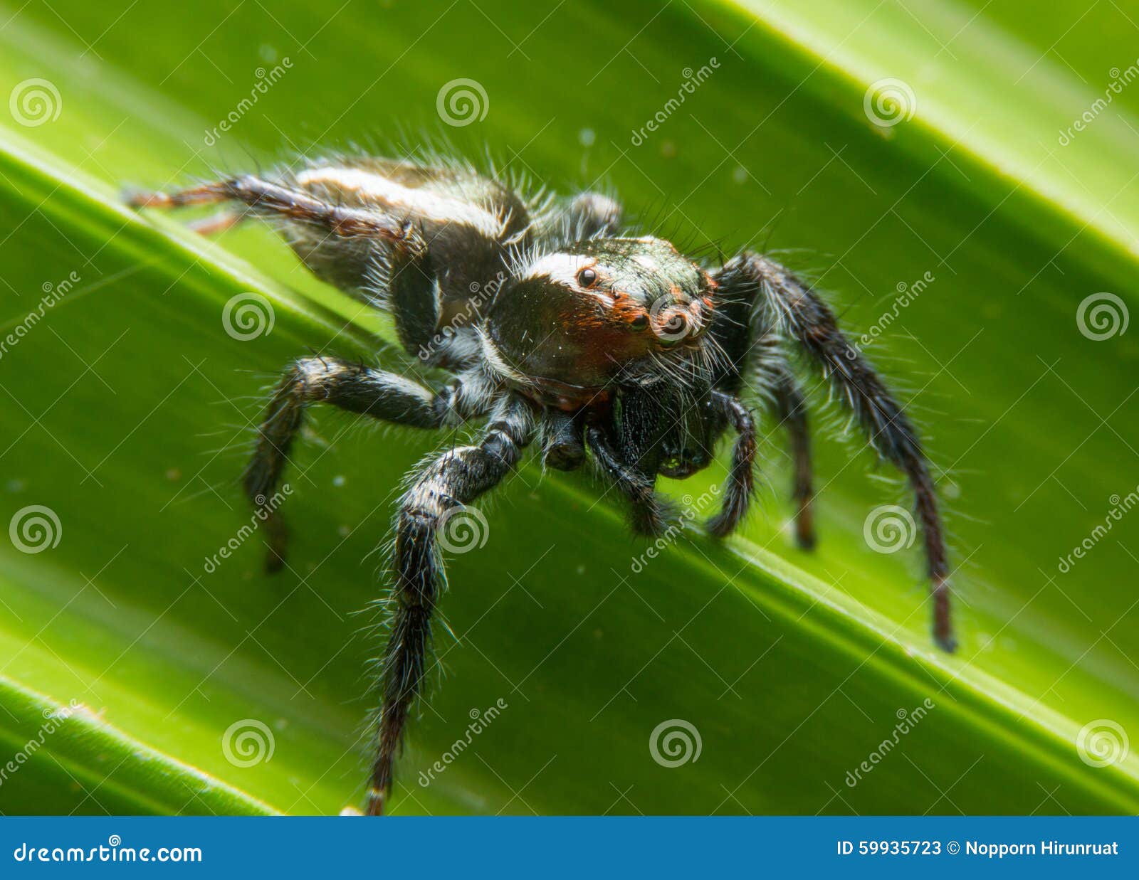 Spider stock image. Image of corpse, deadbody, cute, hunter - 59935723