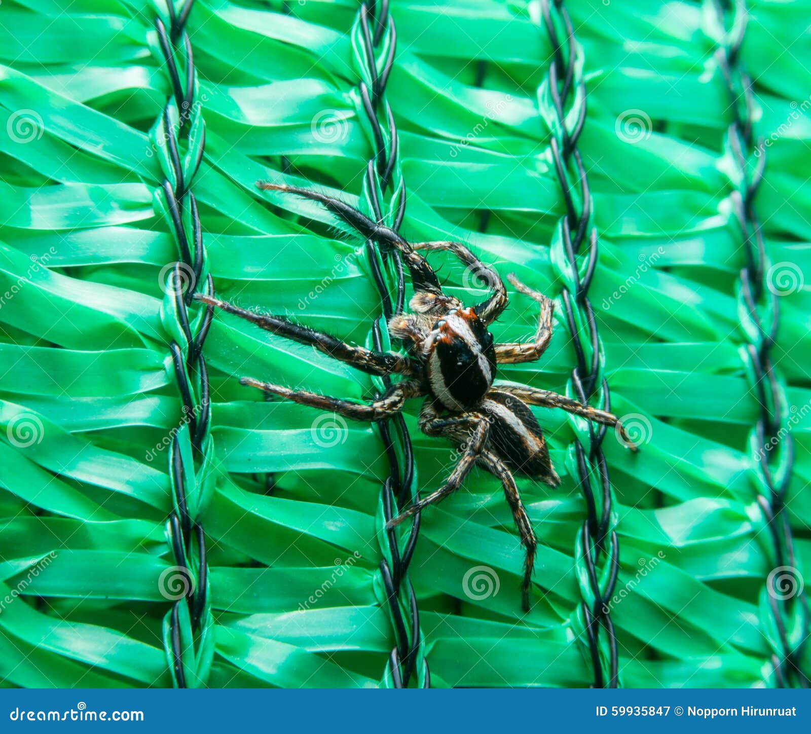 Spider stock image. Image of carcass, animal, green, insect - 59935847