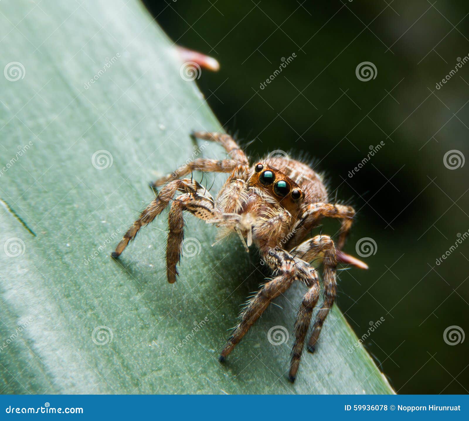 Spider stock photo. Image of wildlife, animal, macro - 59936078