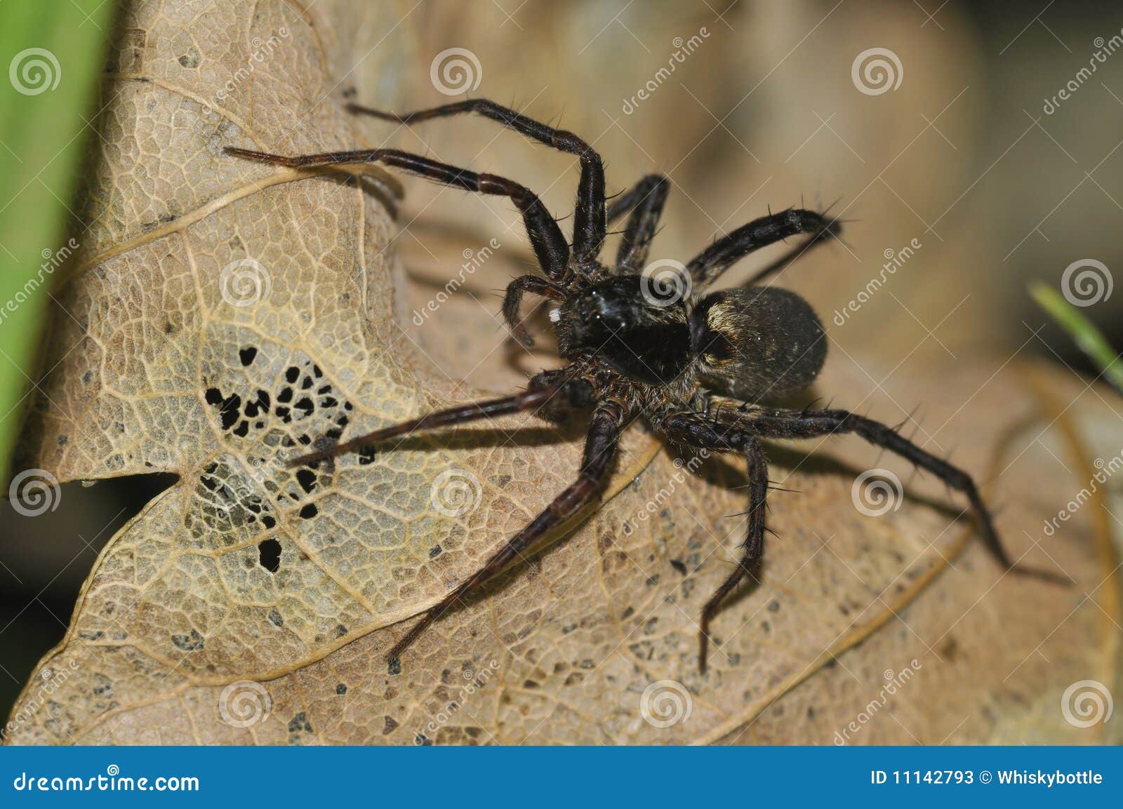 Spider on dead leaf stock image. Image of eight, spider - 11142793
