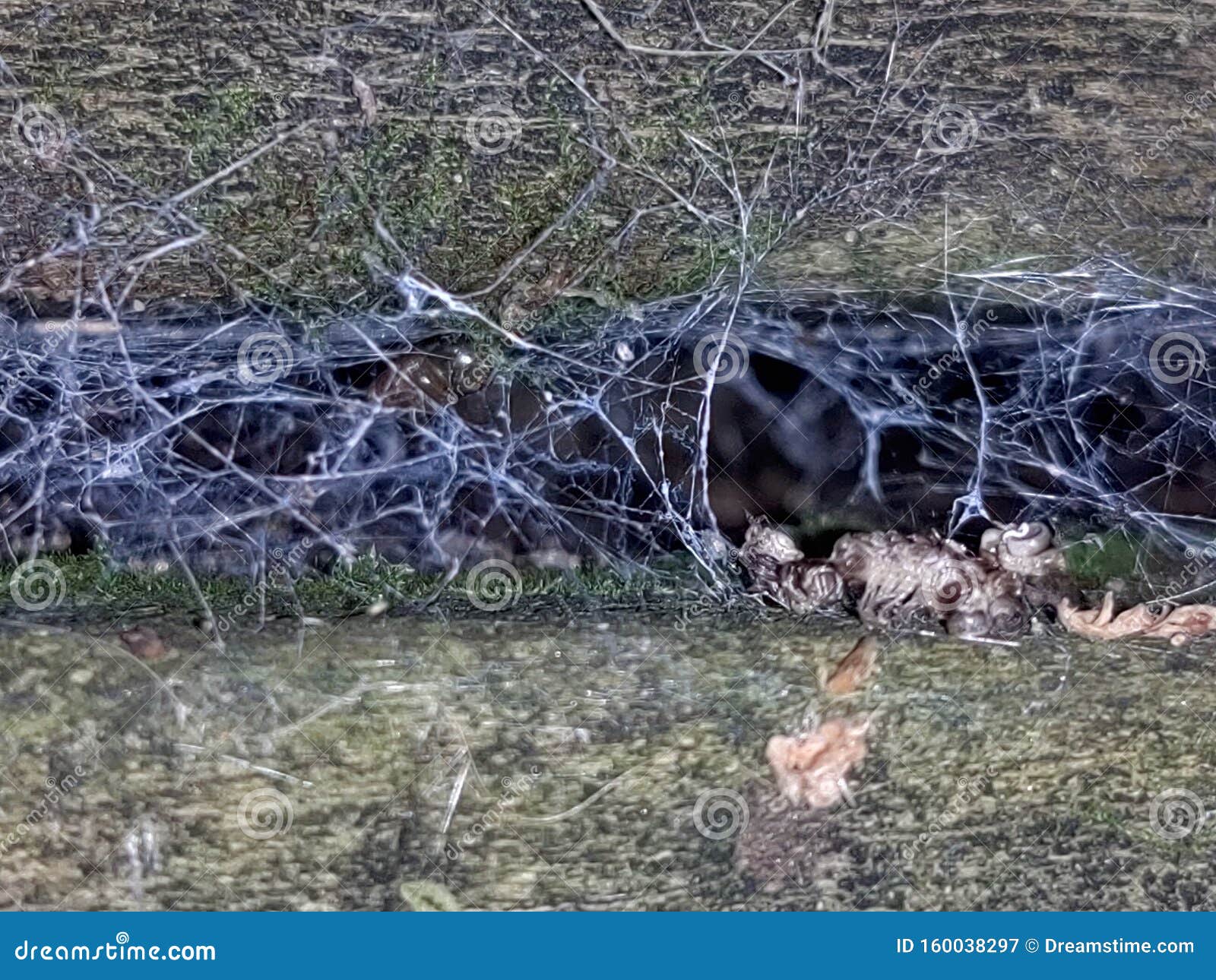 Spider Den 3 imagem de stock. Imagem de correia, macro - 160038297