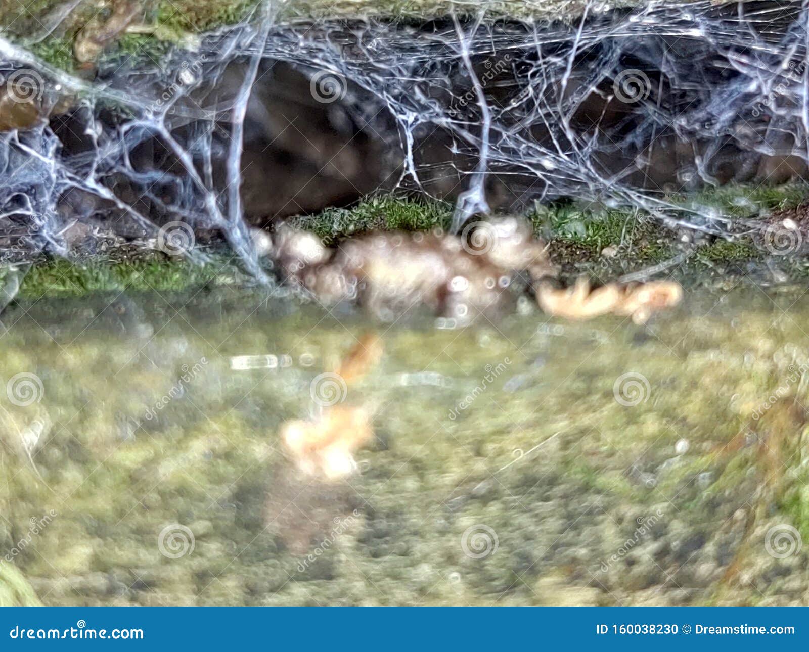 Spider Den stock photo. Image of spider, macro, webbing - 160038230