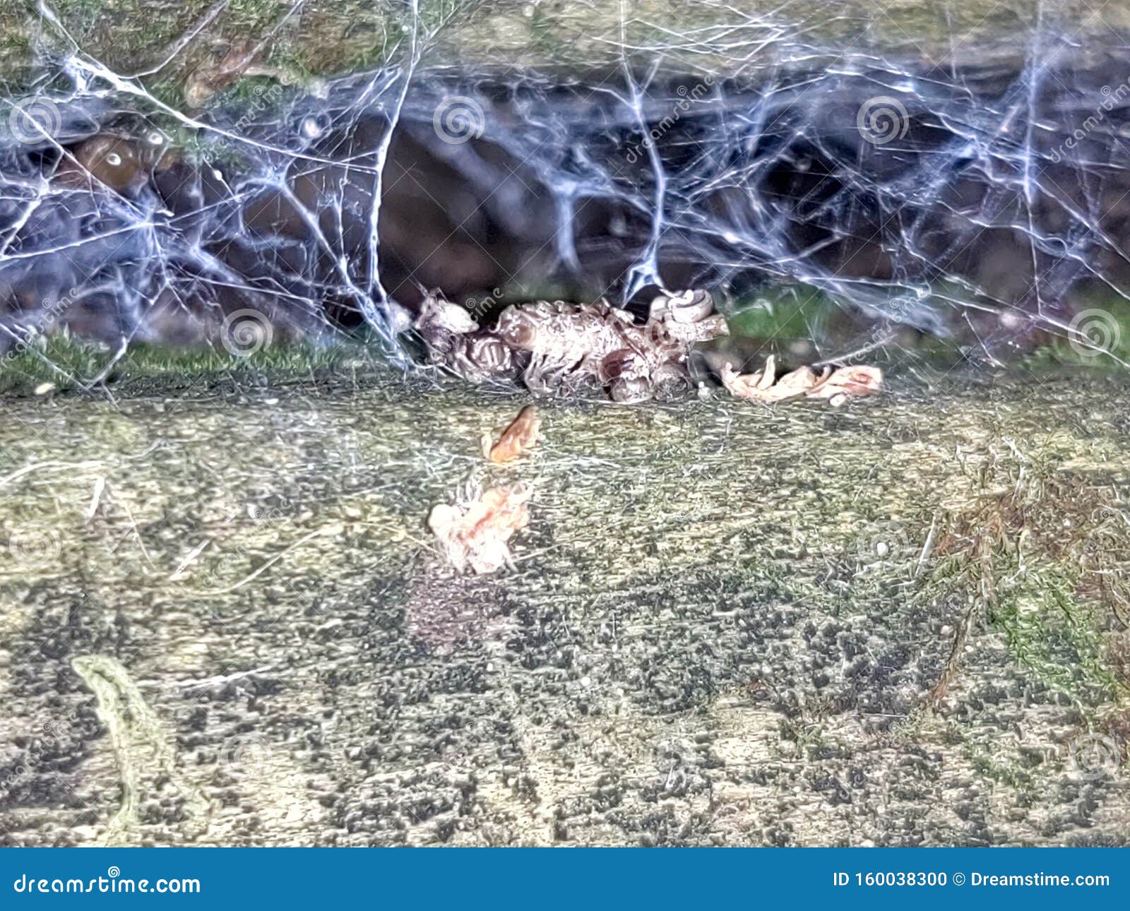 Spider Den 2 stock photo. Image of spider, webbing, nature - 160038300