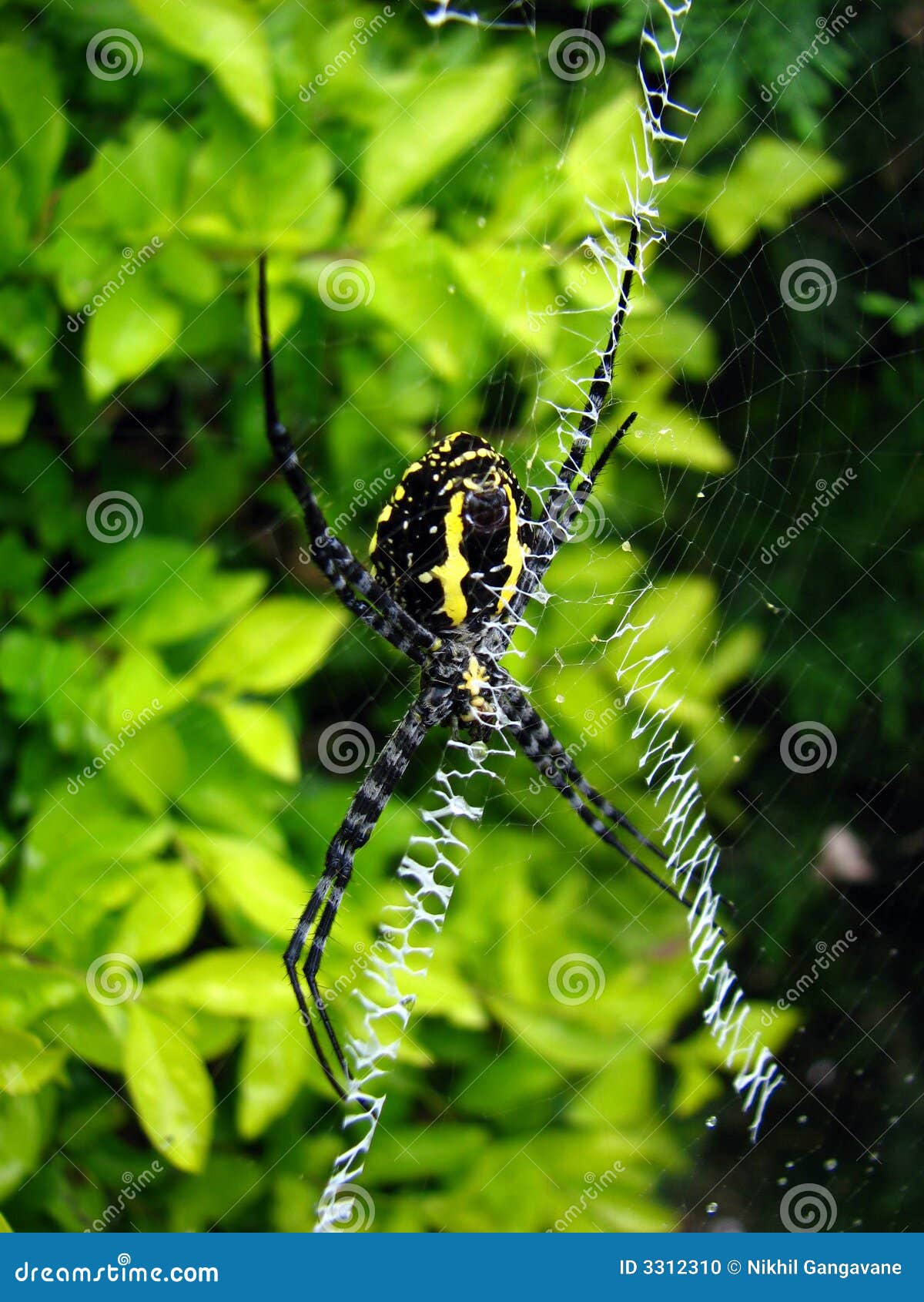 Spider Designs stock photo. Image of design, patterns - 3312310