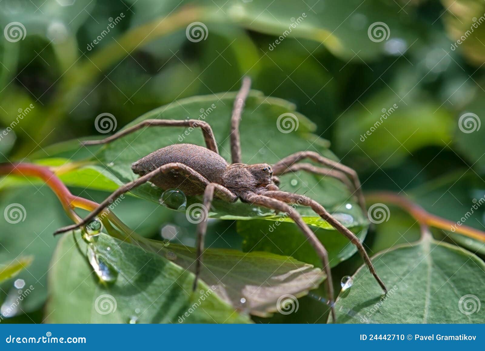 Spider in dew stock photo. Image of water, hair, wildlife - 24442710