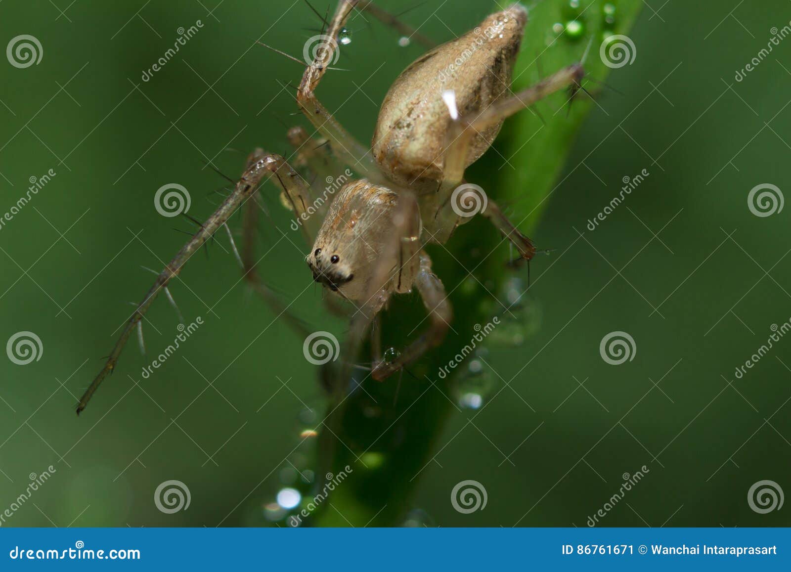 Spider and dew stock image. Image of liquid, bright, plant - 86761671