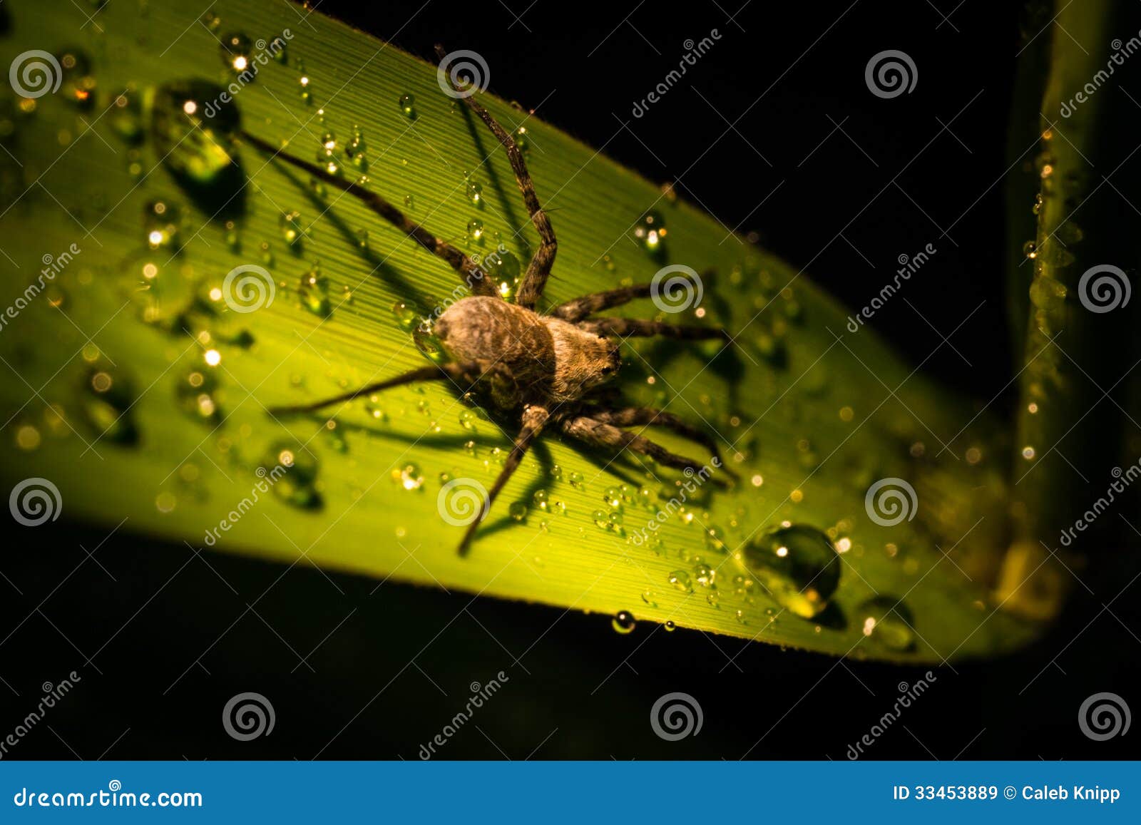 Spider and Dew stock image. Image of rain, scary, spider - 33453889