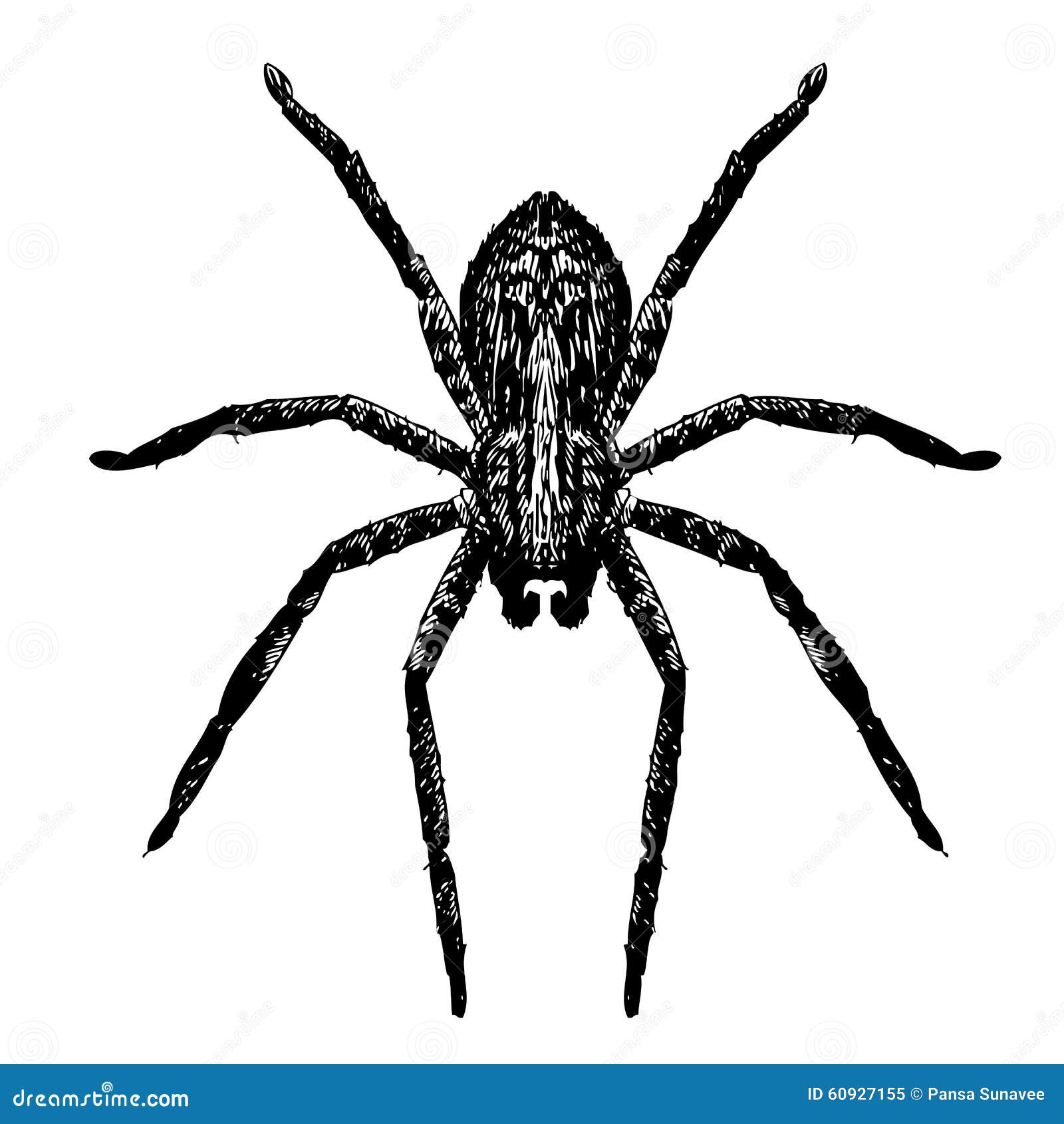 Spider, doodle stock vector. Illustration of insect, design - 60927155