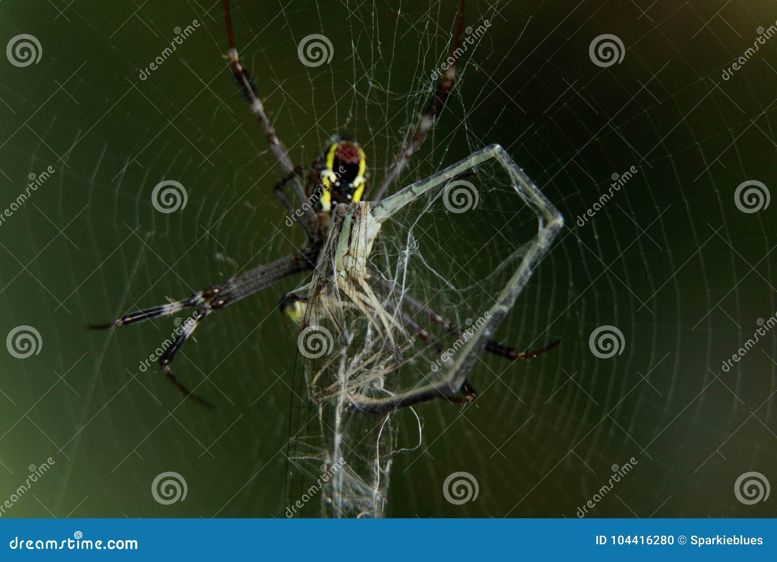 Spider and Dragon stock photo. Image of biting, together - 104416280