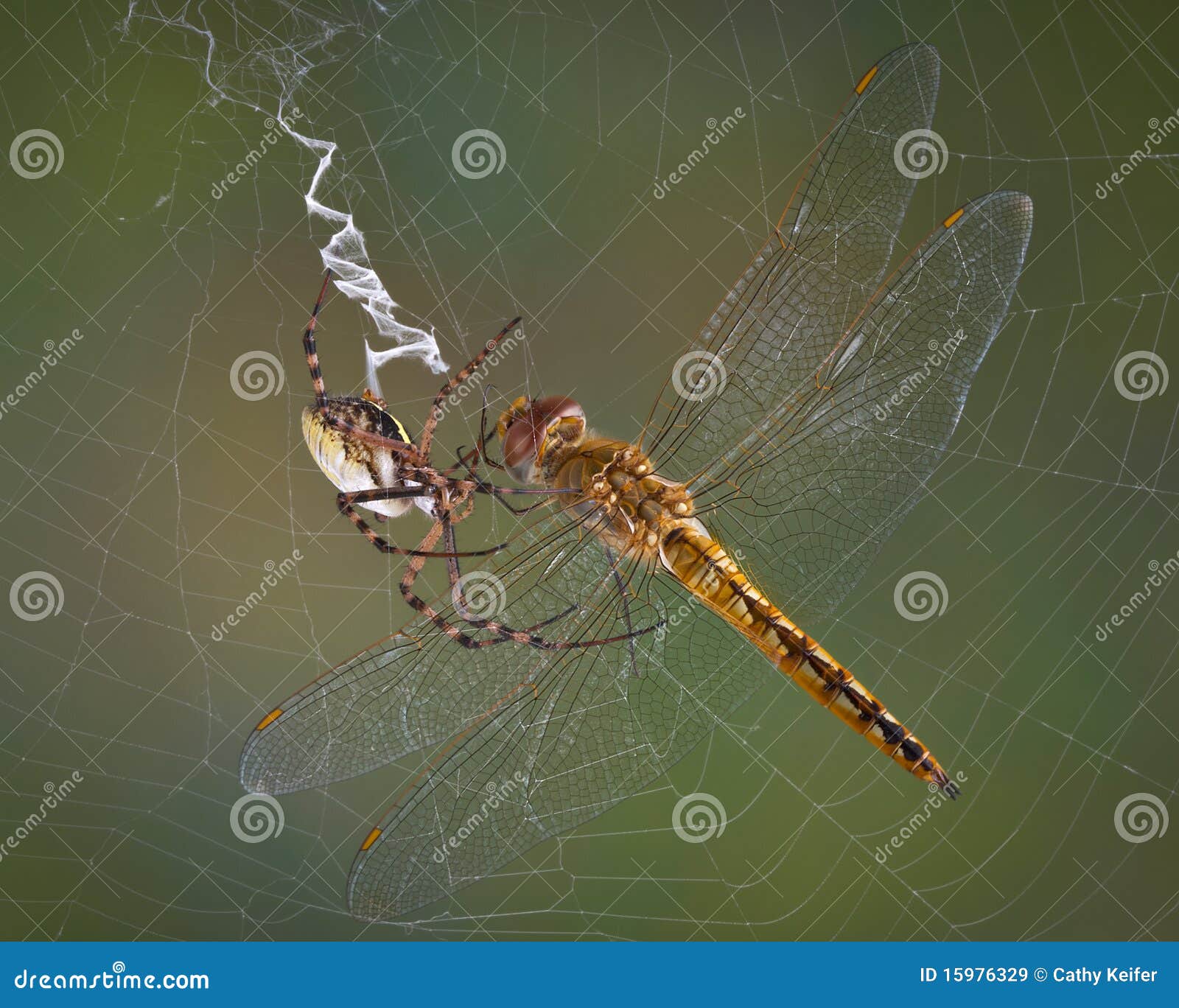 Spider with dragonfly stock image. Image of fang, arthropod - 15976329
