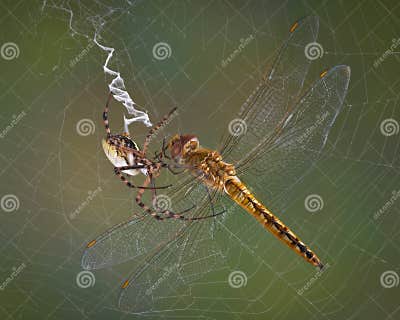 Spider with dragonfly stock image. Image of fang, arthropod - 15976329