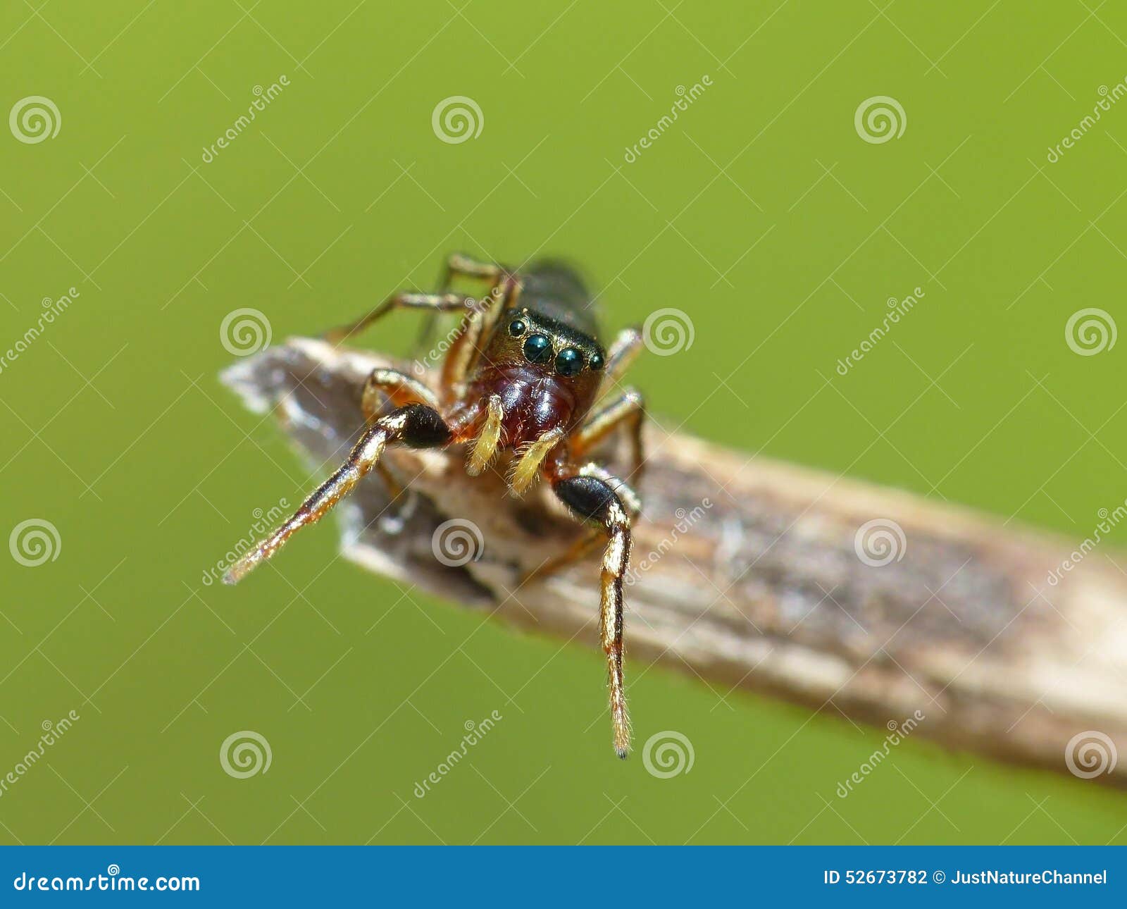 Spider on Dried Stem stock photo. Image of stem, leaf - 52673782