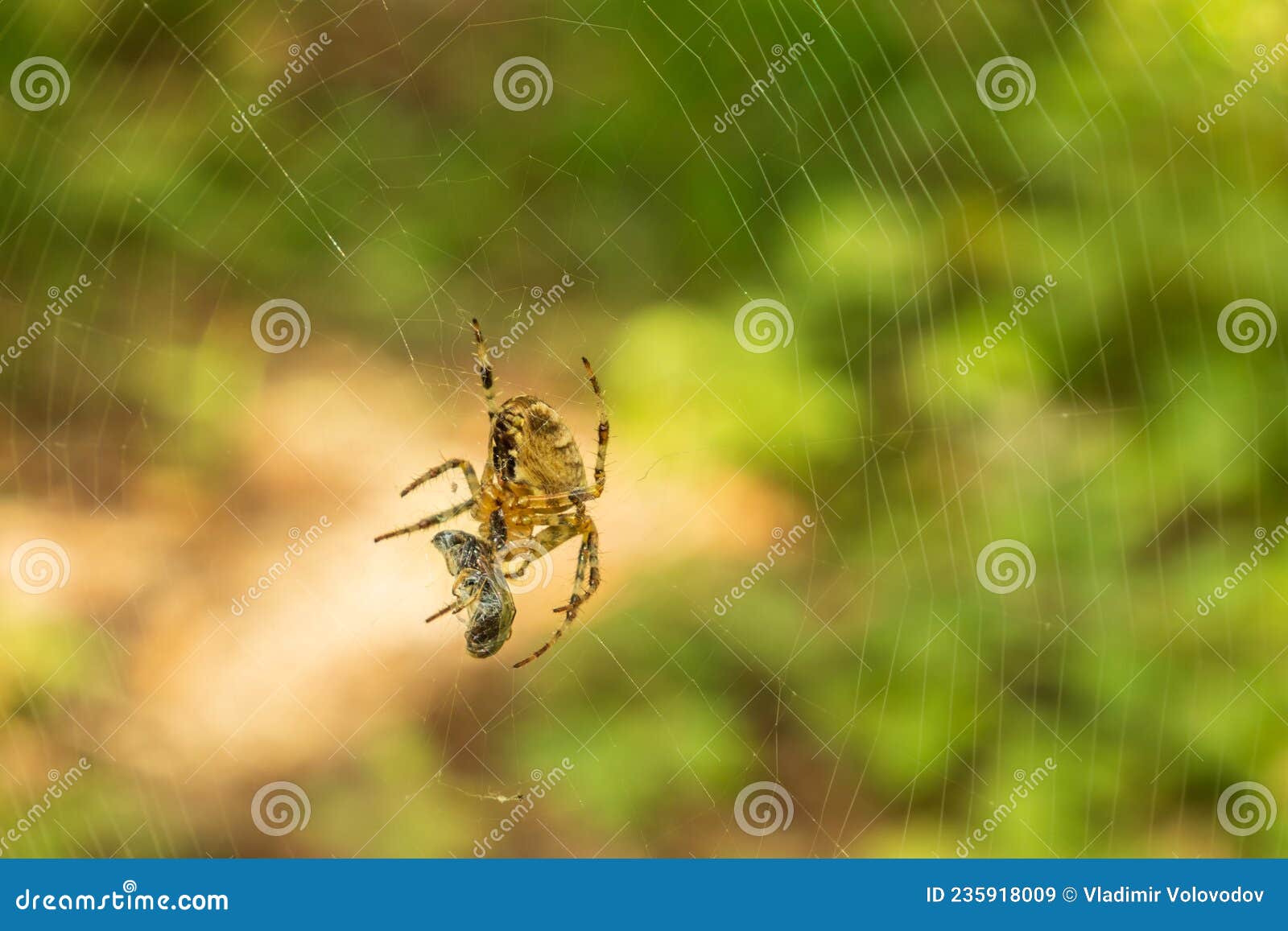 A Spider Drinks Blood from Its Victim with a Web Wrapped Around it. a ...