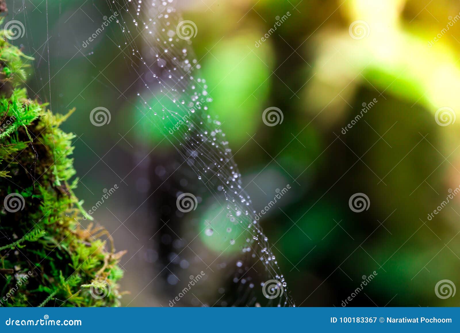 Spider with Drops of Water.Sprout and Green Moss Background, Tree with ...