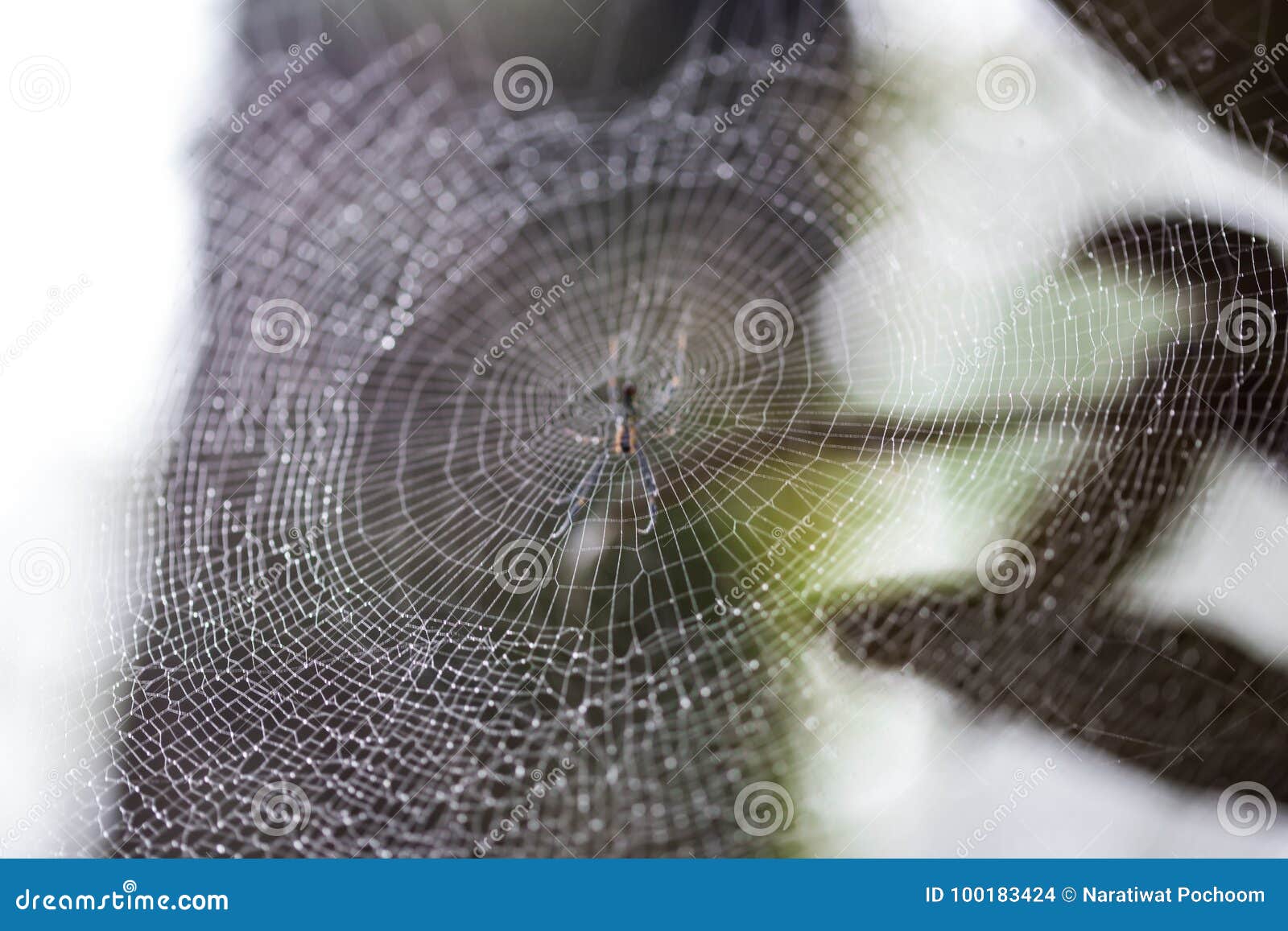 Spider with Drops of Water.Sprout and Green Moss Background, Tree with ...
