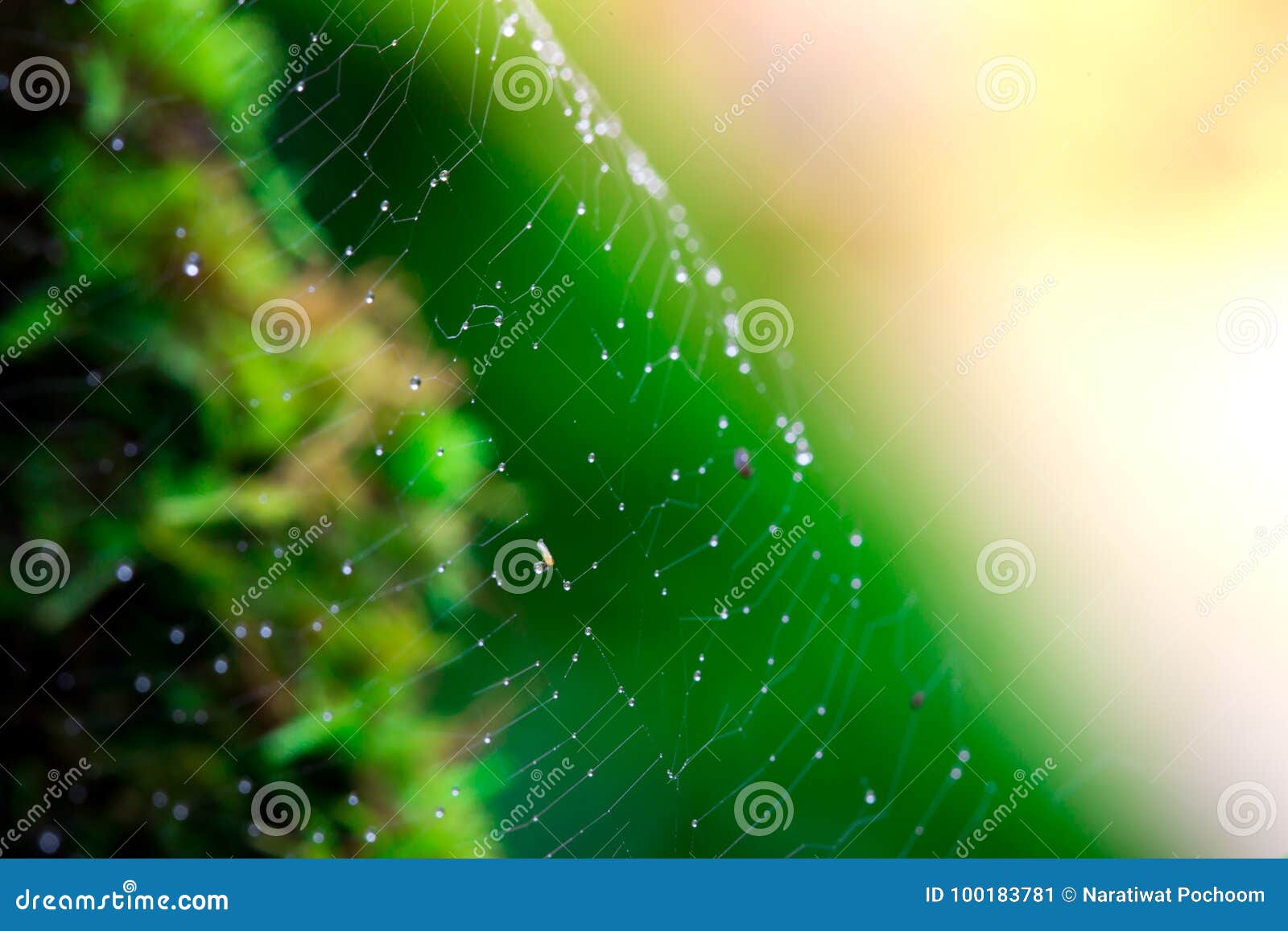Spider With Drops Of Water.Sprout And Green Moss Background, Tree With ...