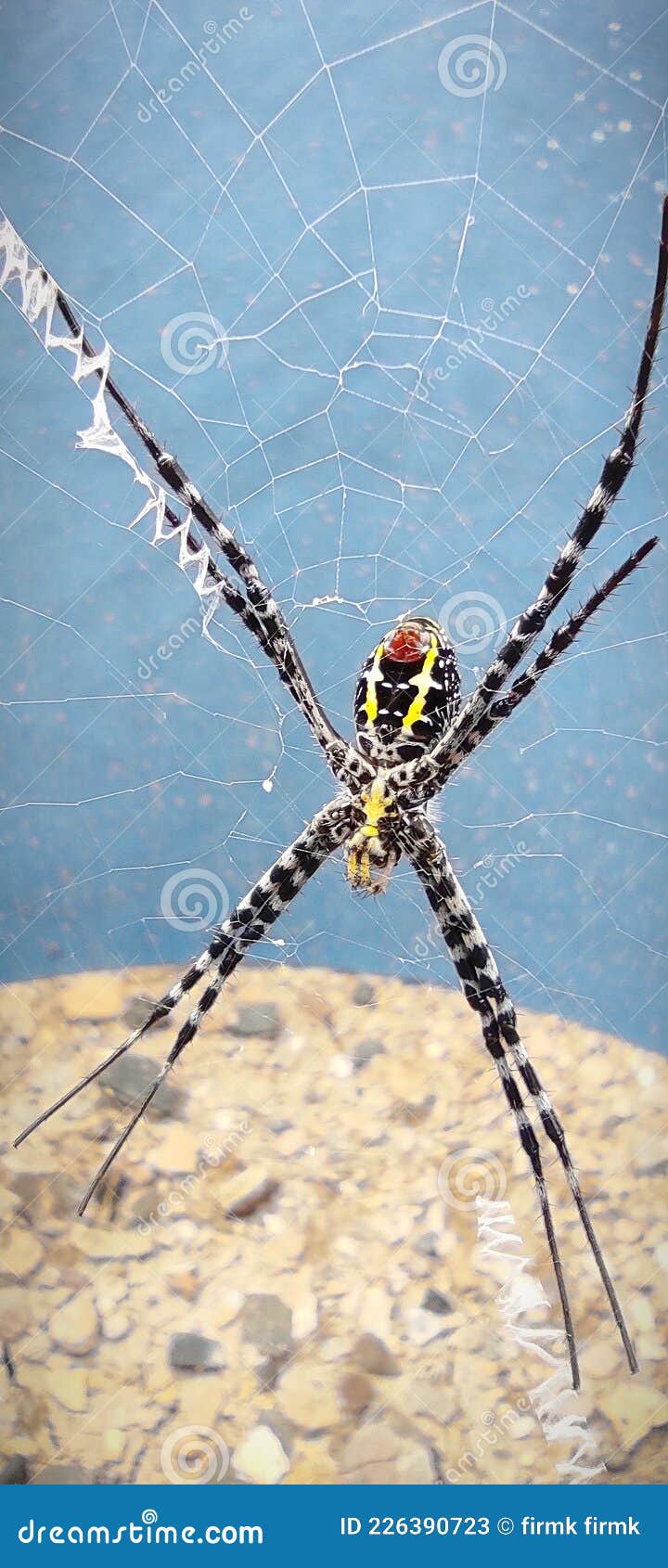 Spider on drums stock image. Image of pest, beetle, insect - 226390723